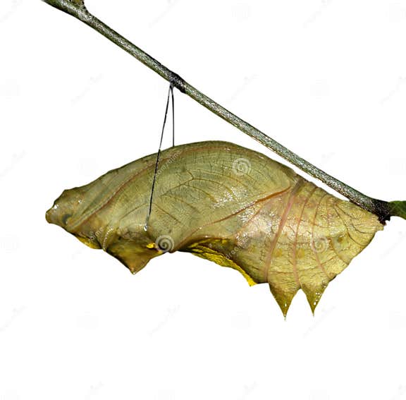 Butterfly cocoon stock photo. Image of event, climb, entomology - 11020050