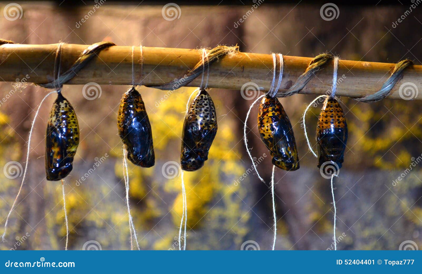 Butterfly cocoon stock image. Image of lepidoptera, evolve - 52404401