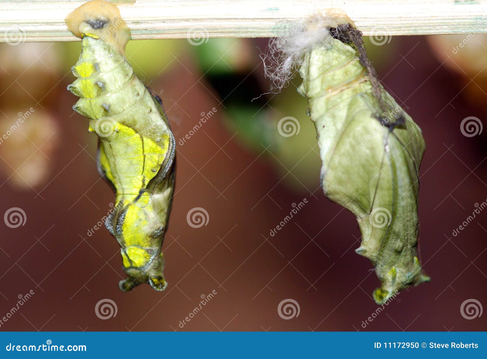 Butterfly cocoons stock photo. Image of green, caterpillar - 11172950