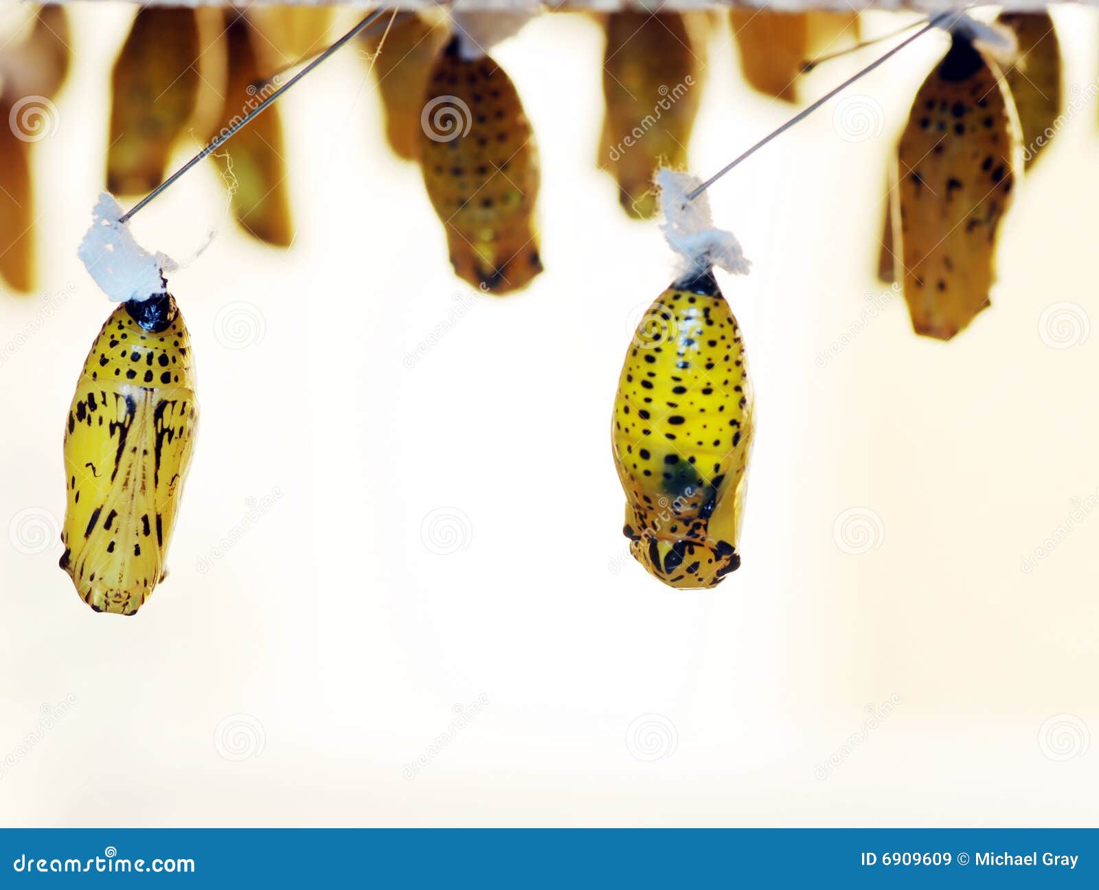 Butterfly cocoons stock image. Image of birth, detail - 6909609