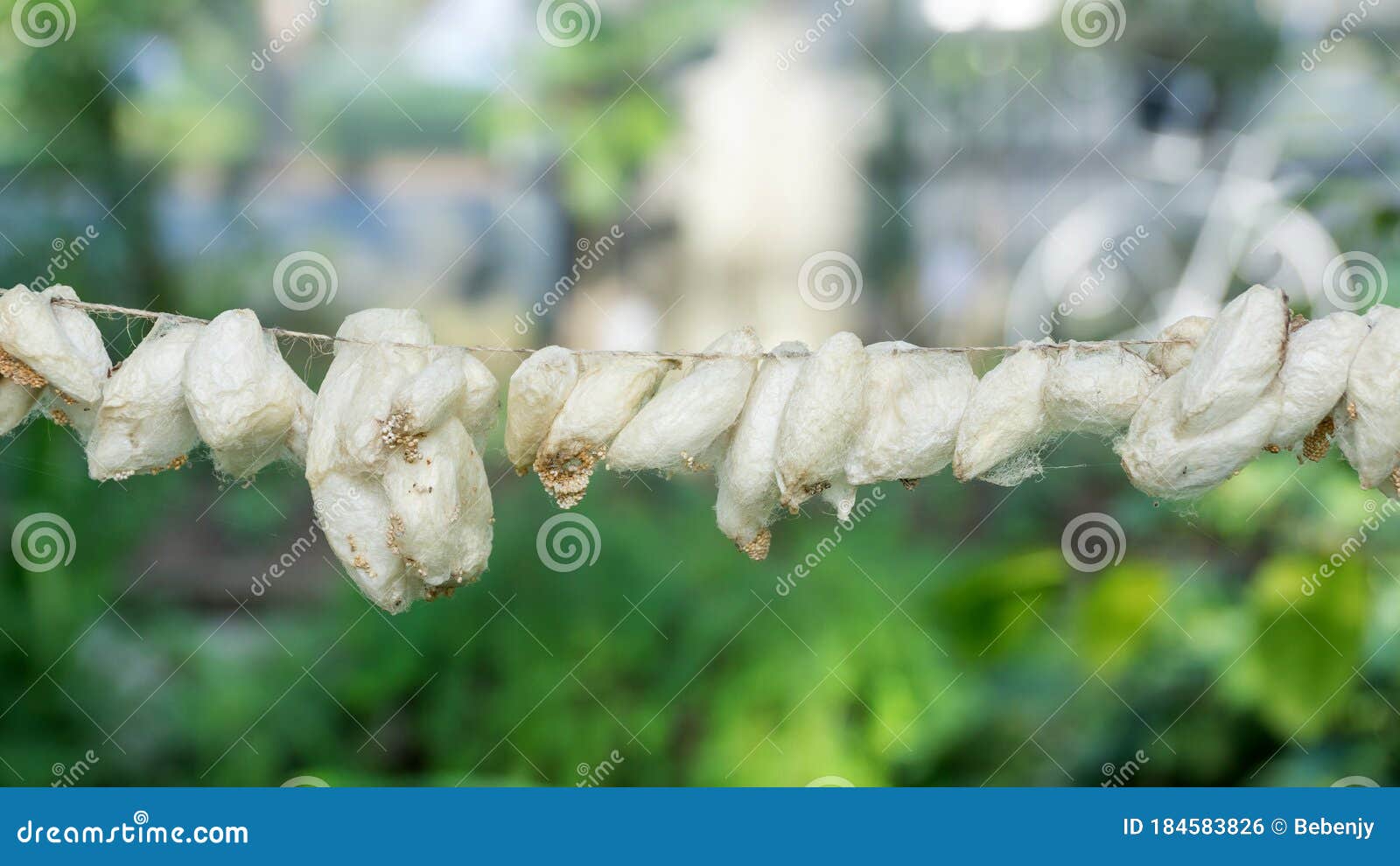 Butterfly Cocoons On A Stick Stock Photography | CartoonDealer.com ...