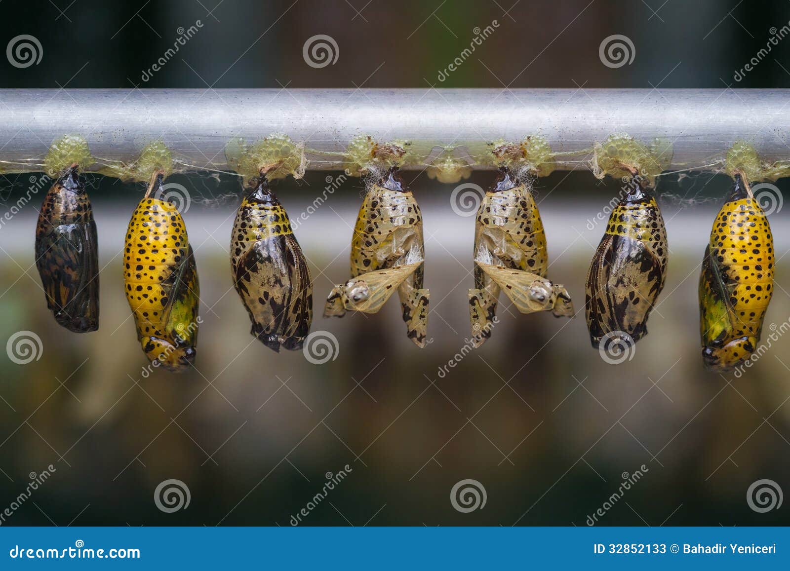 Butterfly Cocoons stock image. Image of change, atrium - 32852133