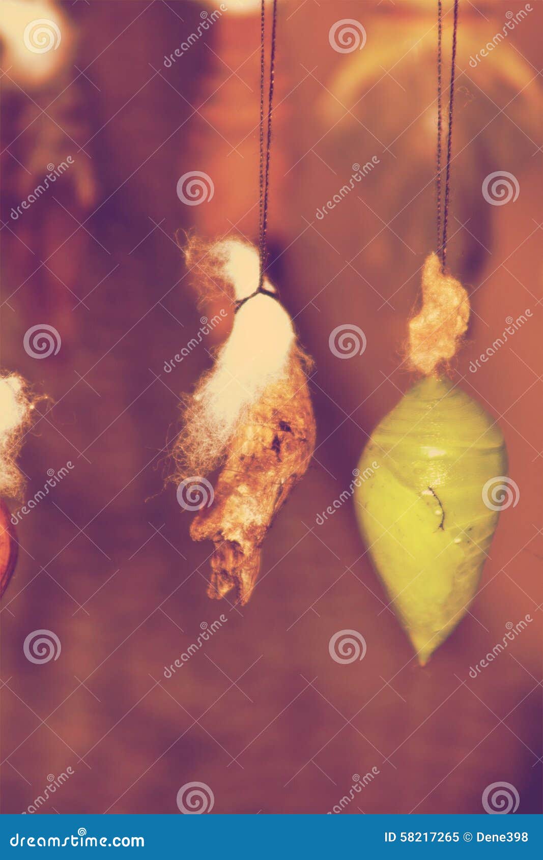 Butterfly Cocoons Hanging on a Twig Stock Image - Image of animal ...