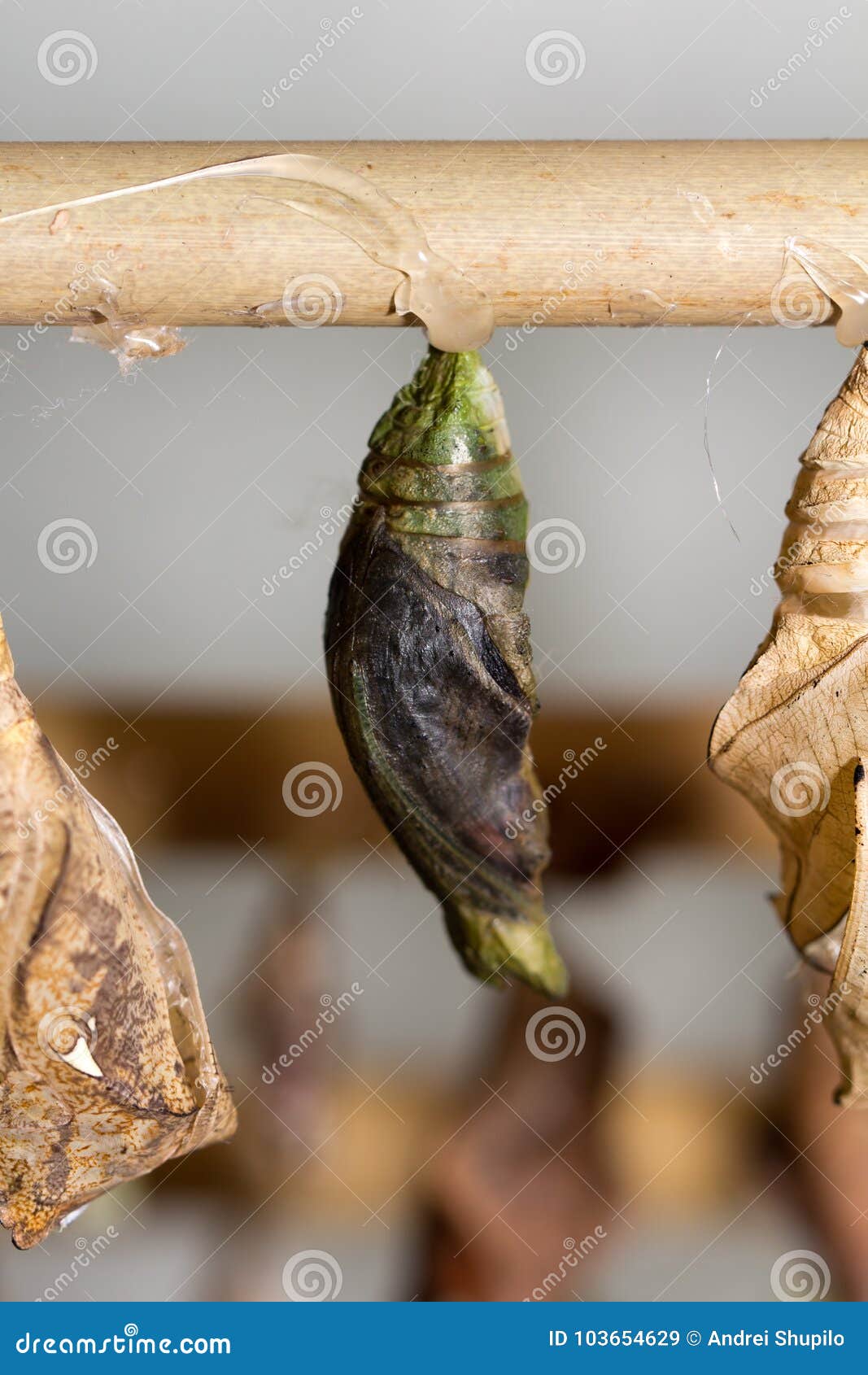 Butterfly cocoons stock image. Image of chrysalis, macro - 103654629