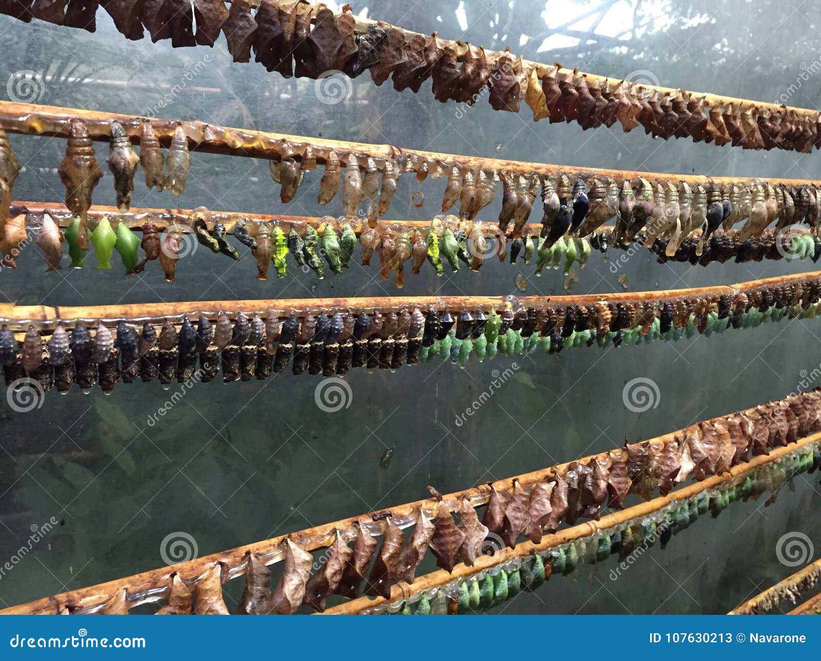 Butterfly Cocoons On A Stick Stock Photography | CartoonDealer.com ...