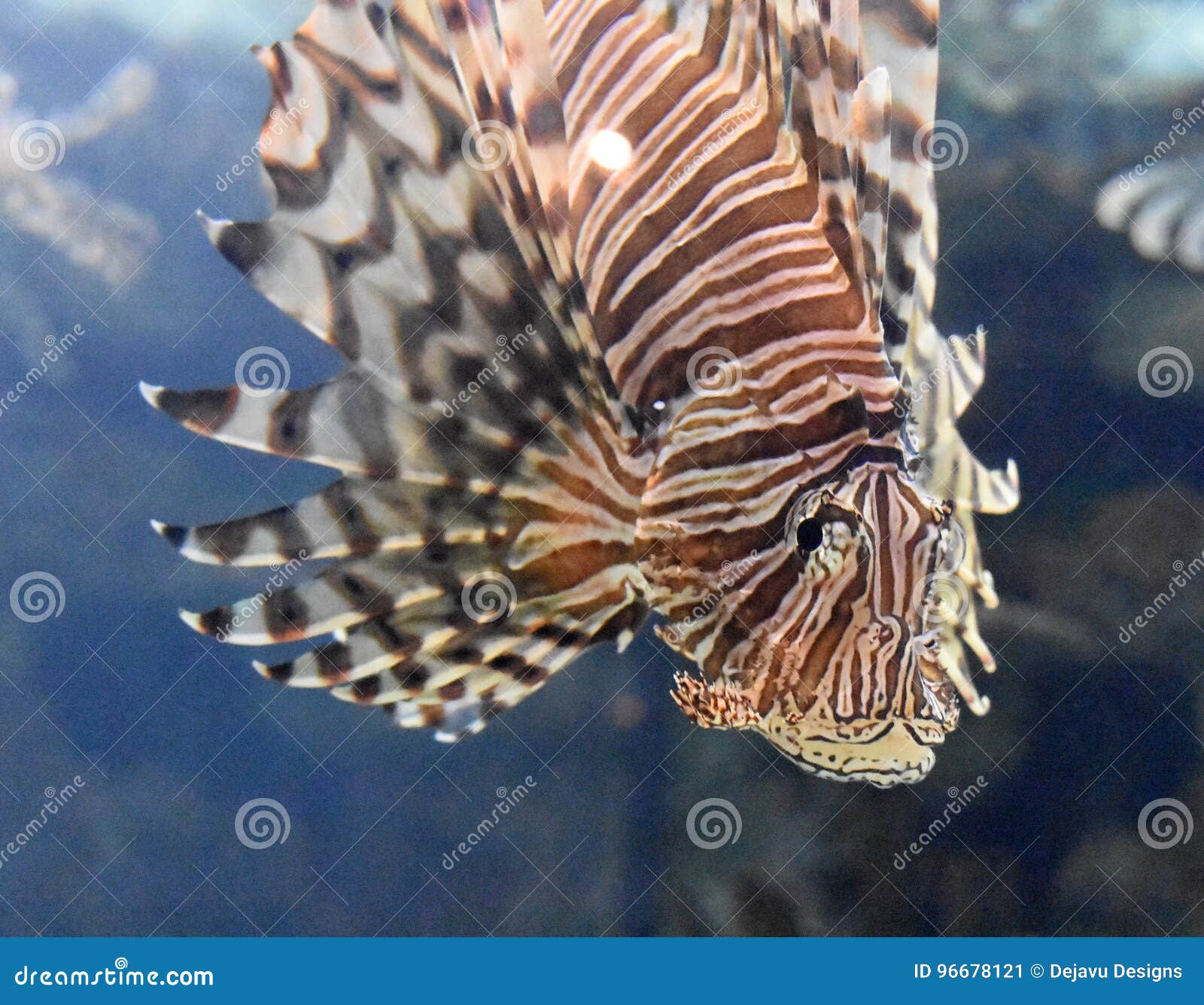 Butterfly Cod Diving Toward the Ocean Bottom Stock Image - Image of ...