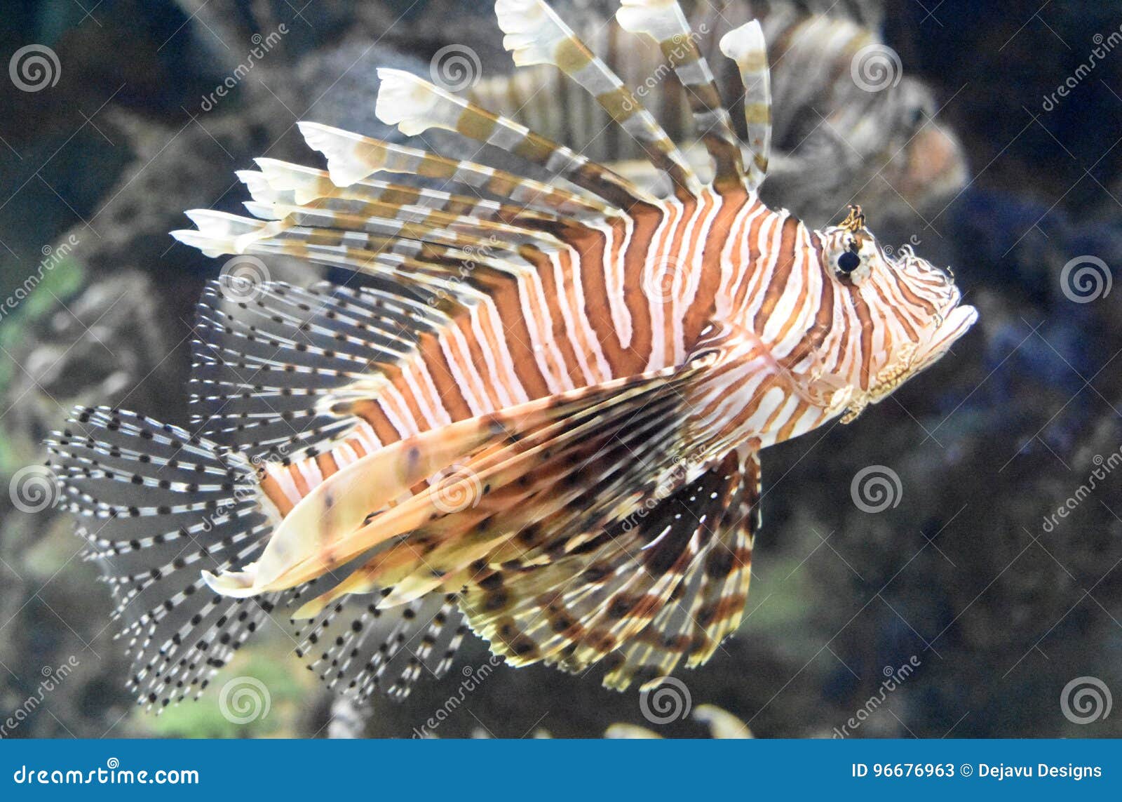Butterfly Cod Gliding Along Under the Water Stock Image - Image of ...