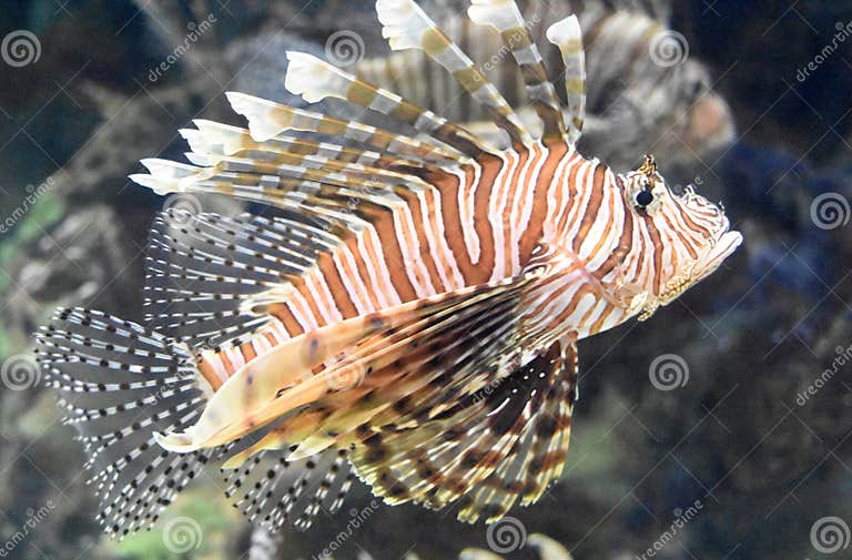 Butterfly Cod Gliding Along Under the Water Stock Image - Image of ...