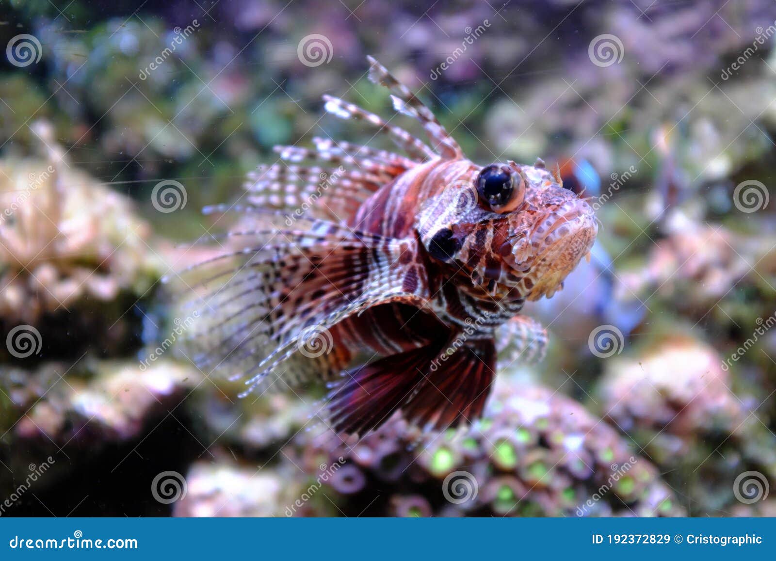 Butterfly Cod stock image. Image of nature, butterfly - 192372829