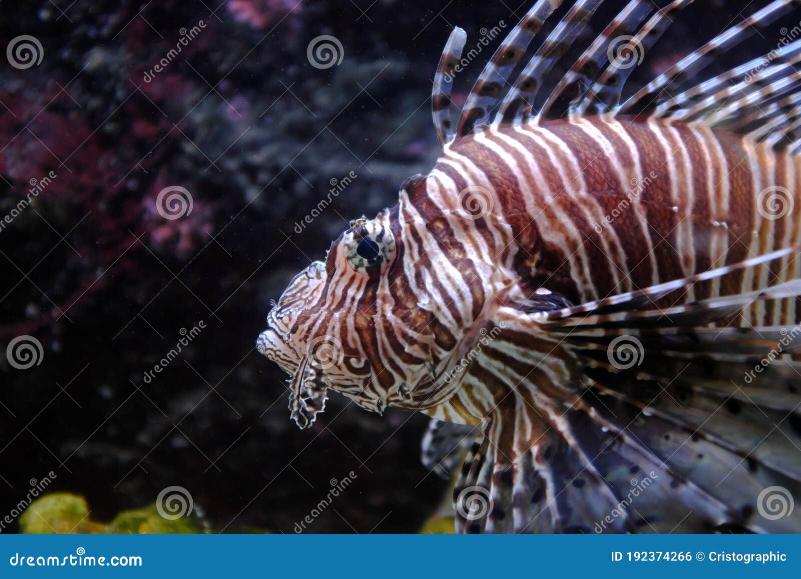 Butterfly Cod stock photo. Image of beautiful, landscape - 192374266