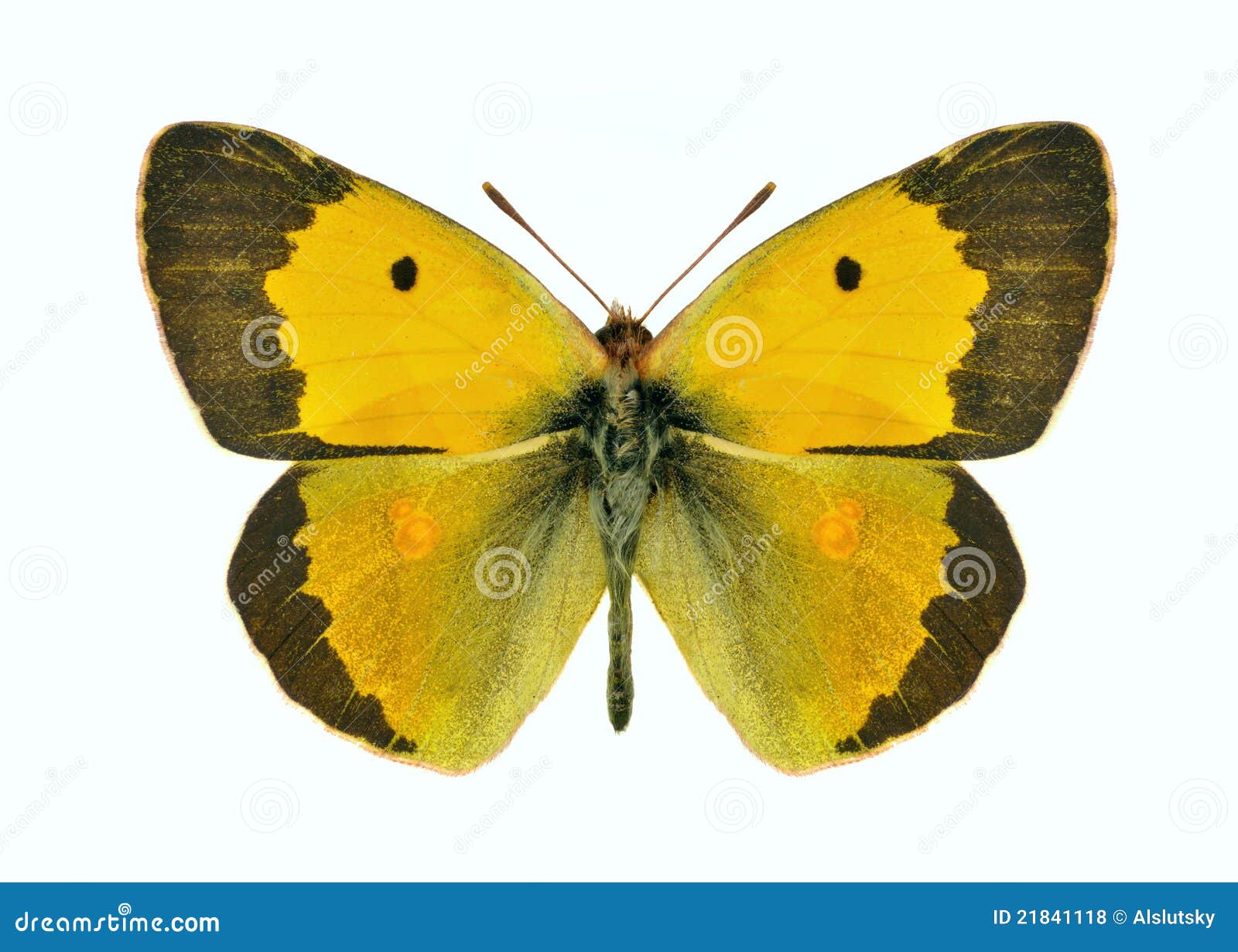 160 Colias Crocea Stock Photos - Free & Royalty-Free Stock Photos from ...