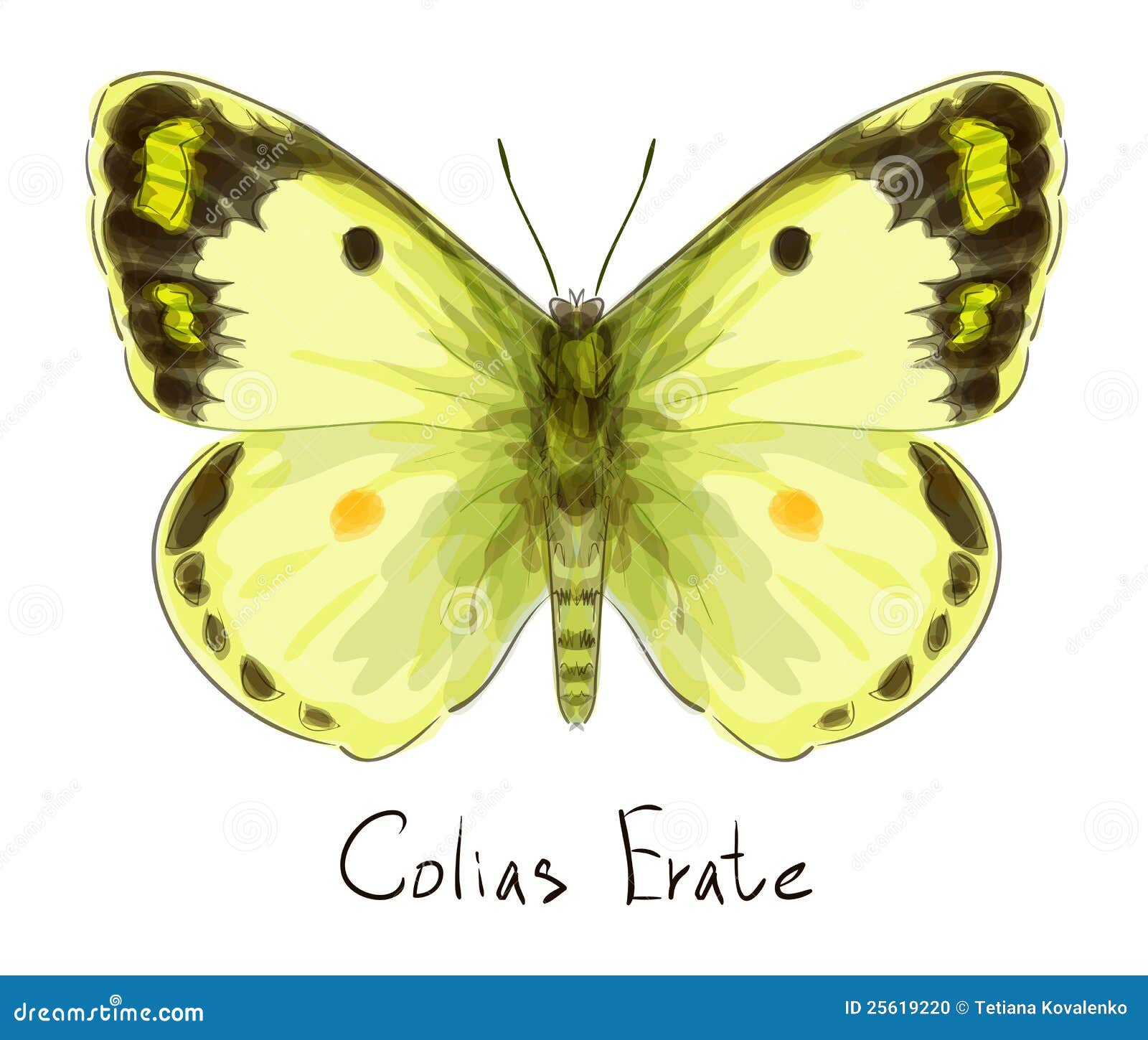 Colias Cartoons, Illustrations & Vector Stock Images - 45 Pictures to ...