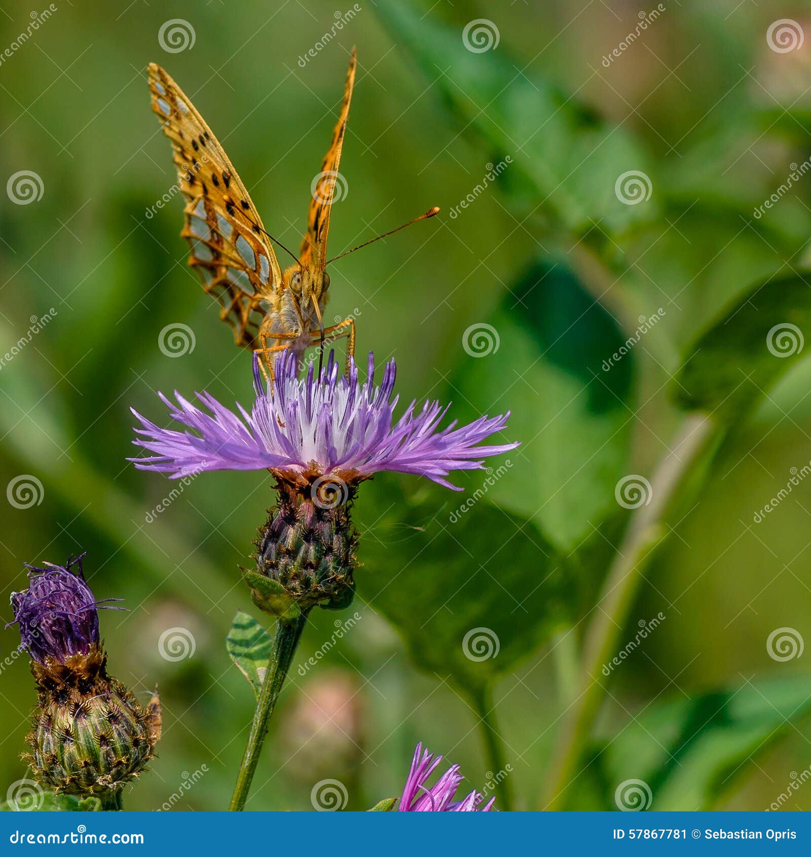 Butterfly Collecting Nectar Stock Image - Image of blue, meadow: 57867781