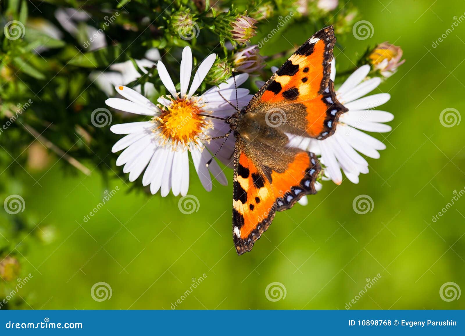 The Butterfly Collecting Pollen Stock Photo - Image of beautiful ...
