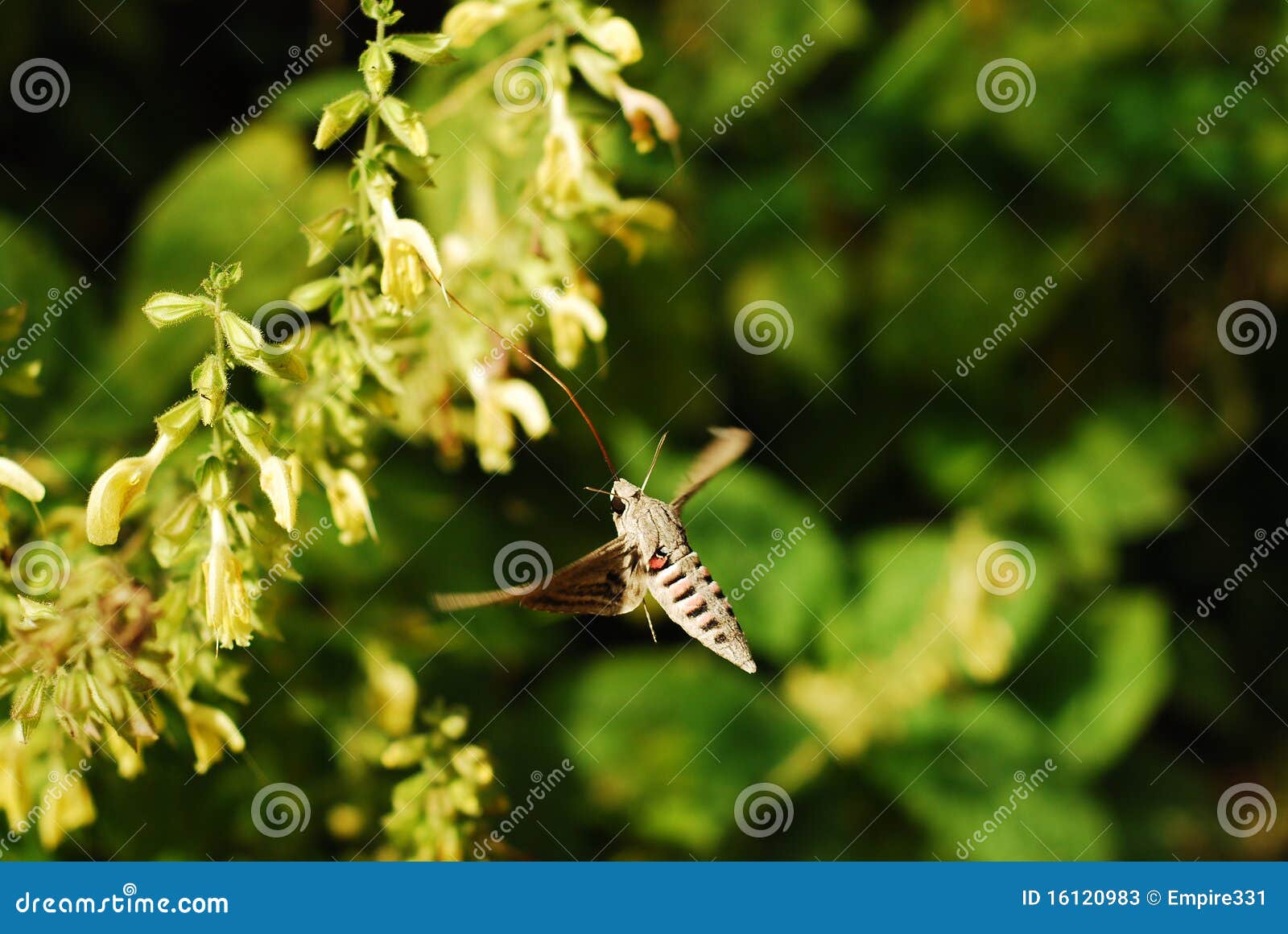 Butterfly Collecting Pollen Stock Image - Image of moth, collect: 16120983