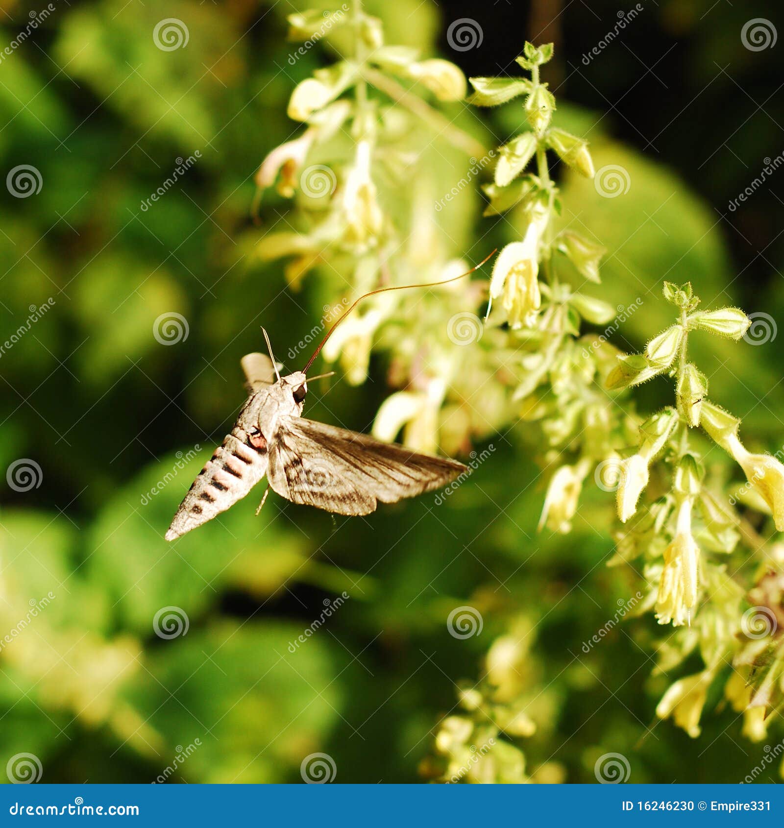 Butterfly Collecting Pollen Stock Photo - Image of wildlife, night ...