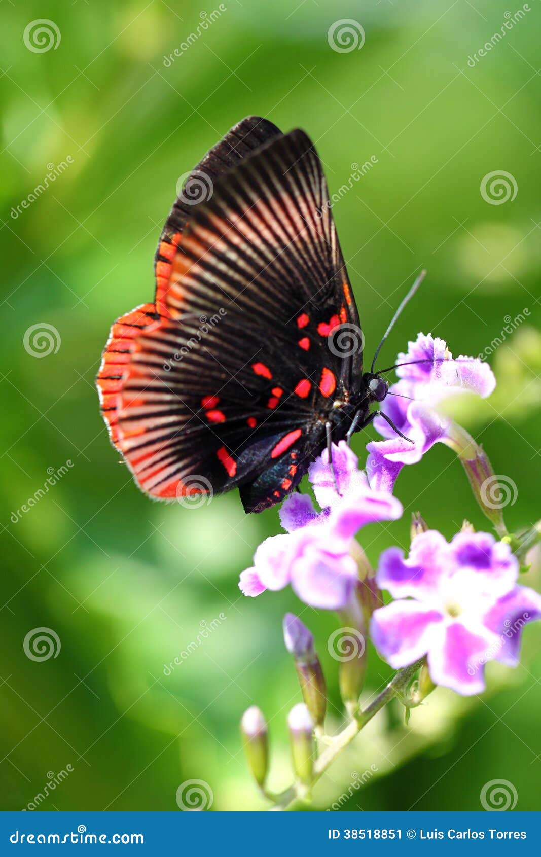 Butterfly Collecting Pollen Stock Image - Image of collecting, insect ...