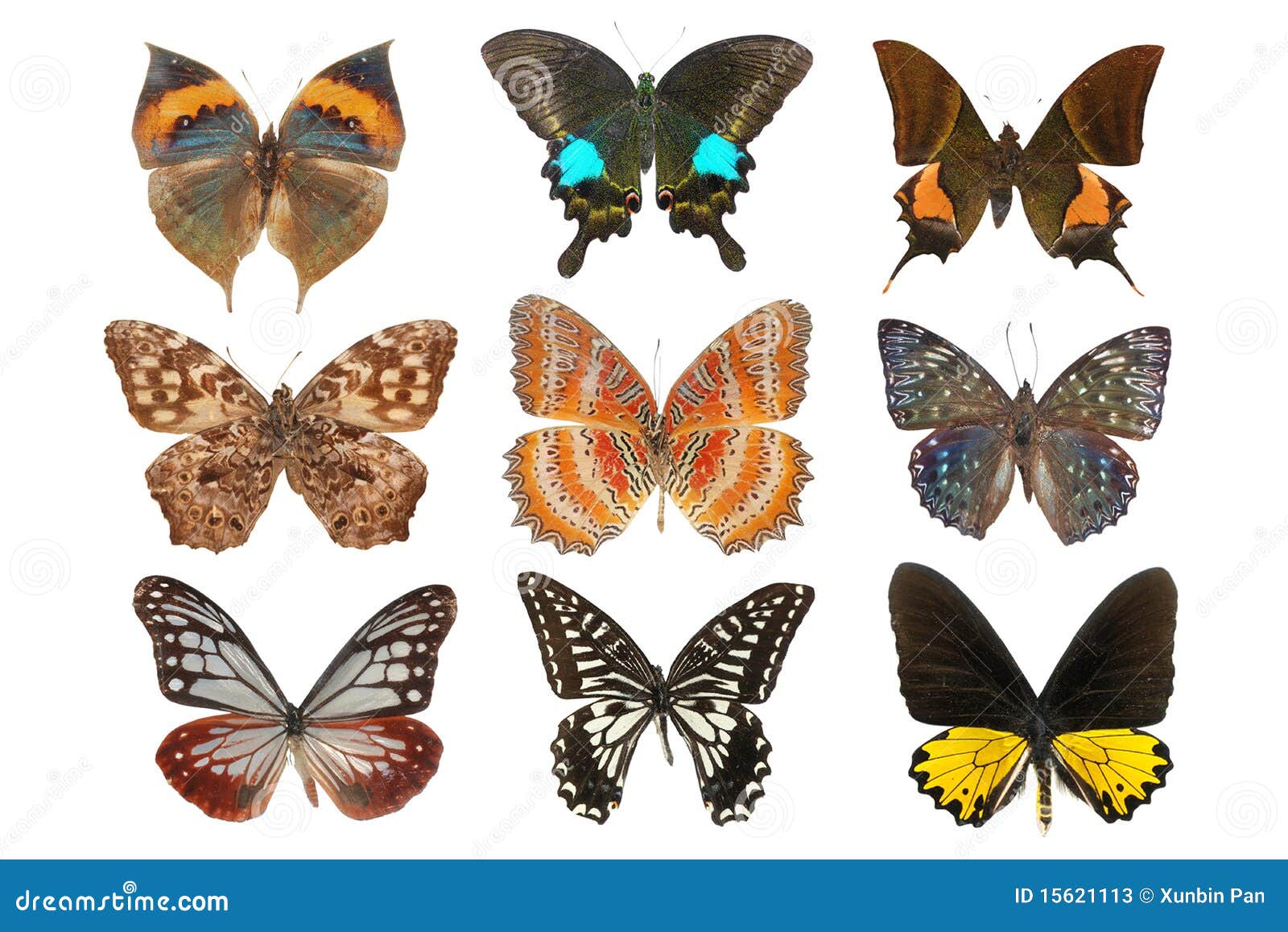 Butterfly collection stock image. Image of isolated, biology - 15621113