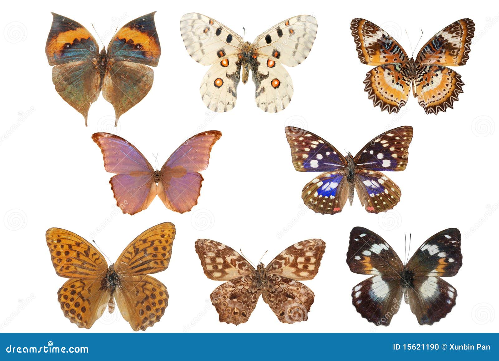 Butterfly collection stock photo. Image of bright, design - 15621190