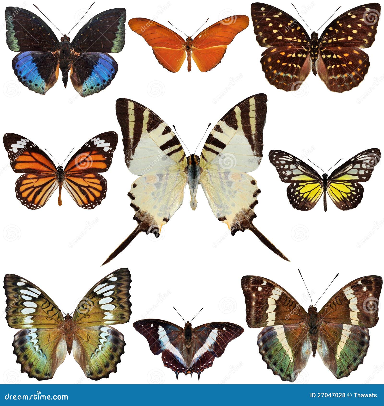 Butterfly Collection stock illustration. Illustration of beauty - 27047028