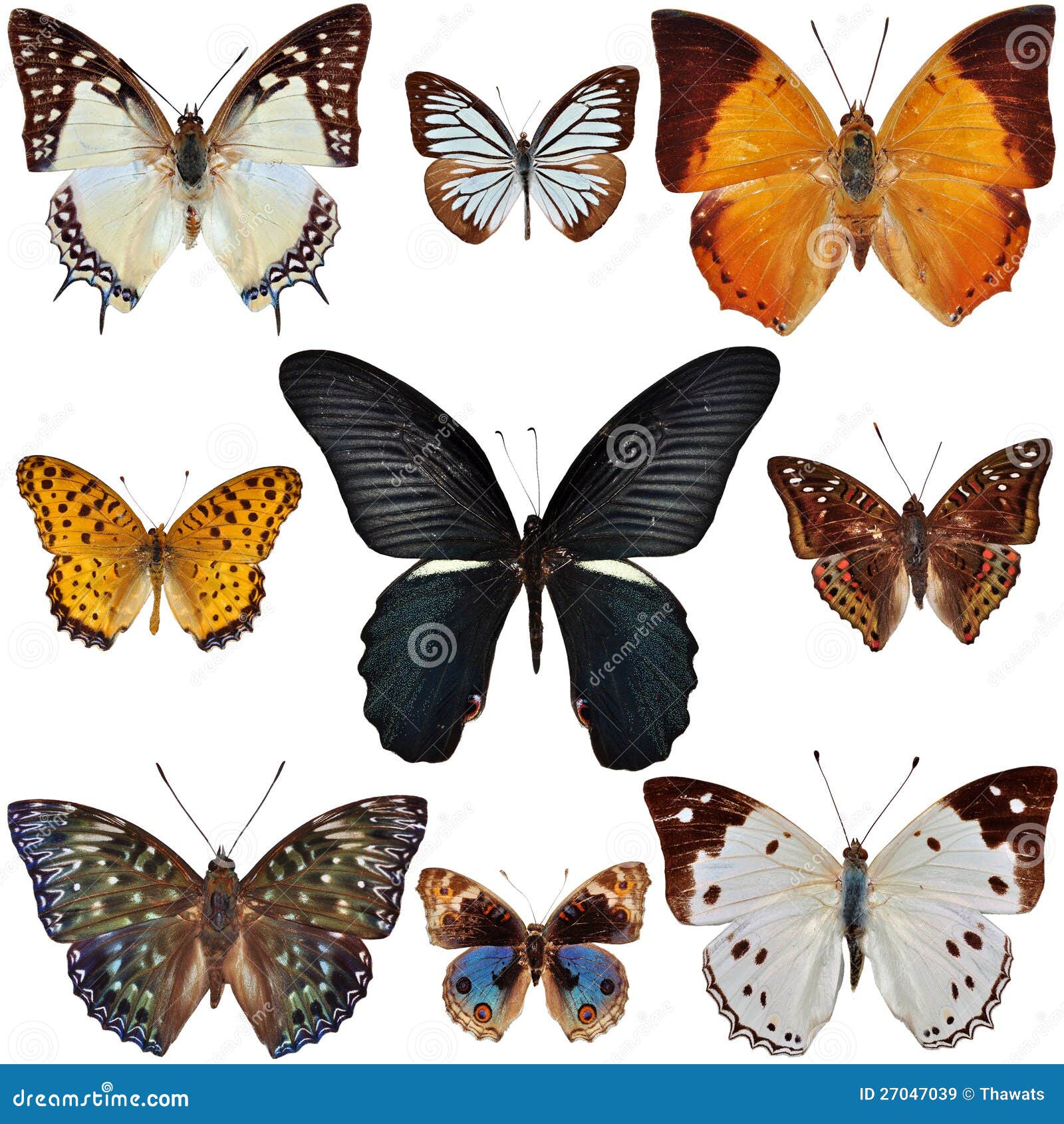 Butterfly Collection stock image. Image of isolate, beauty - 27047039