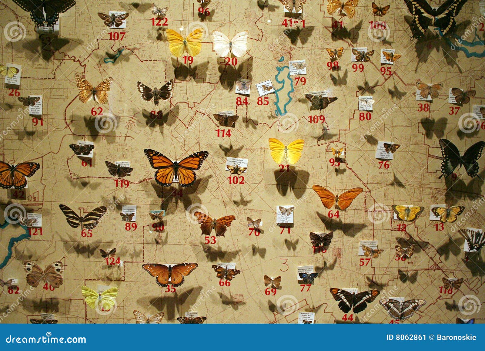 Butterfly Collection stock image. Image of educate, conservation - 8062861