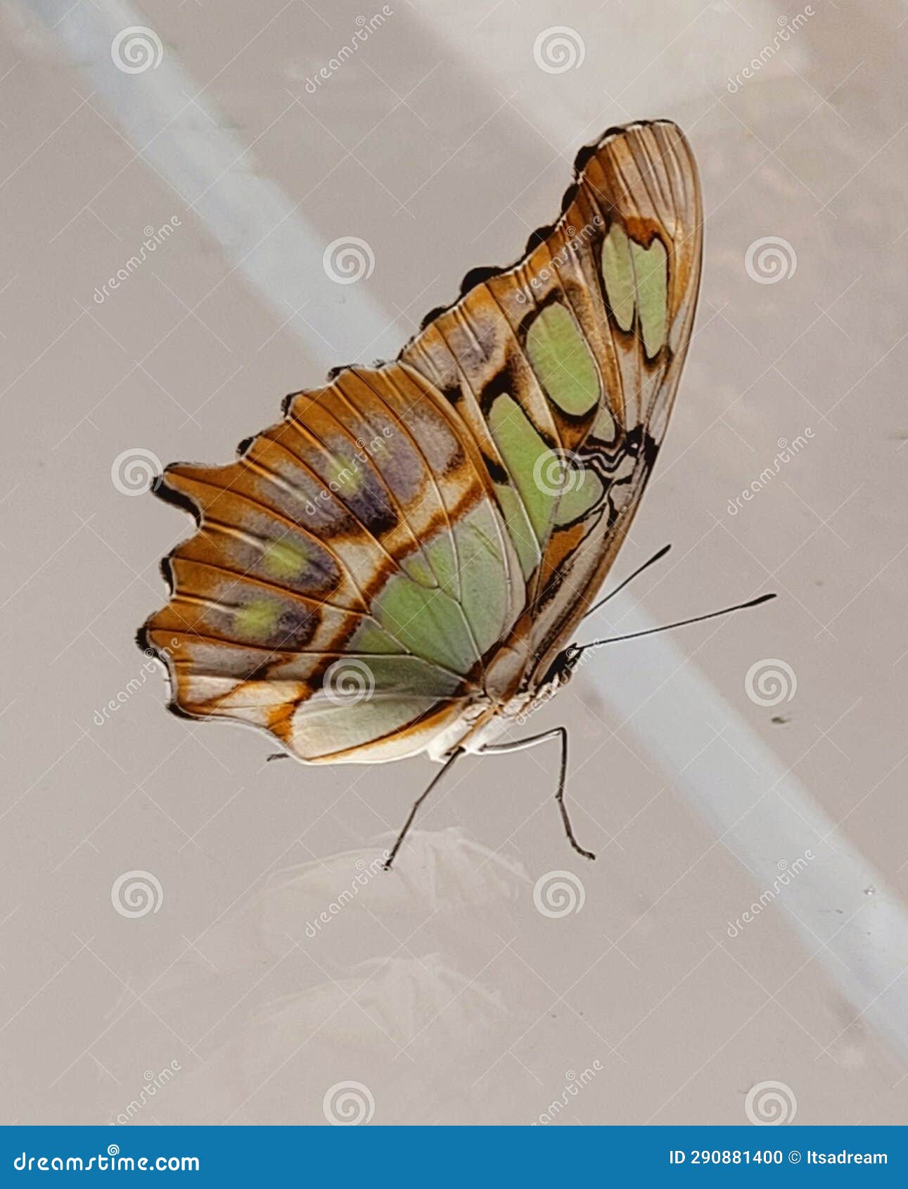Butterfly Collection at the Museum of Natural History, NYC Editorial ...