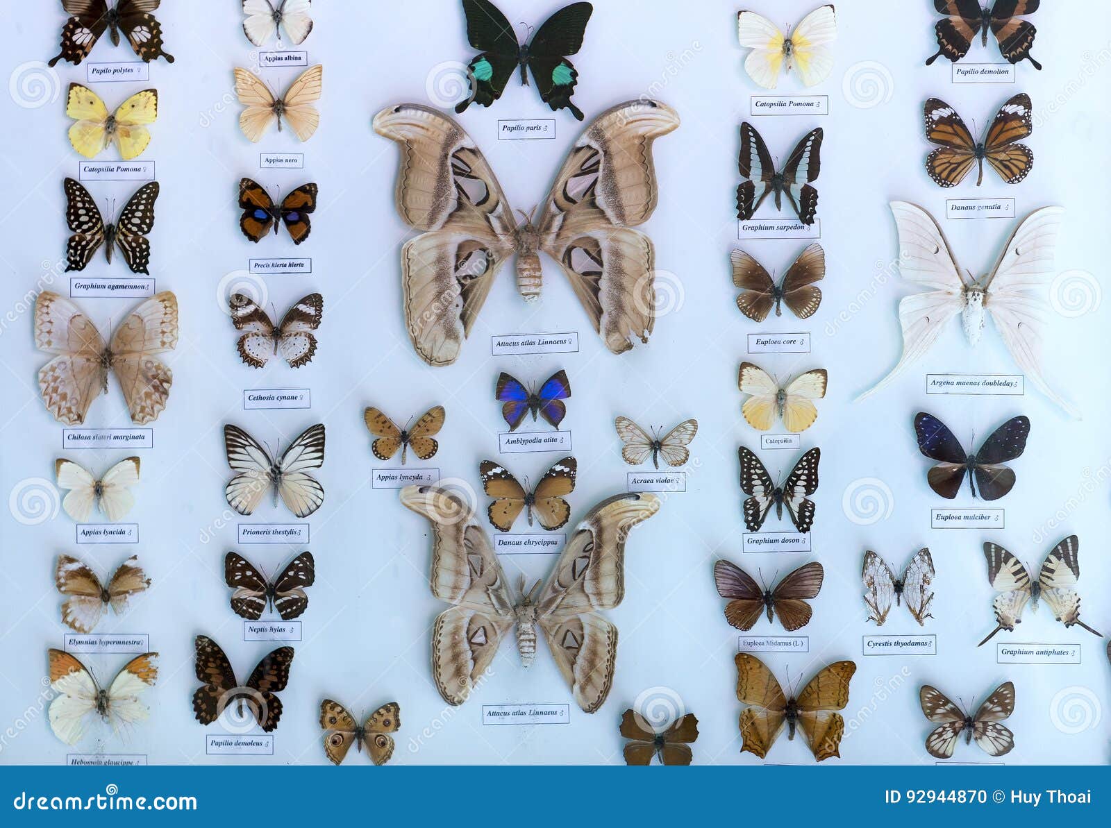 The Butterfly Collection in the Nature Reserve Includes Stock Photo ...