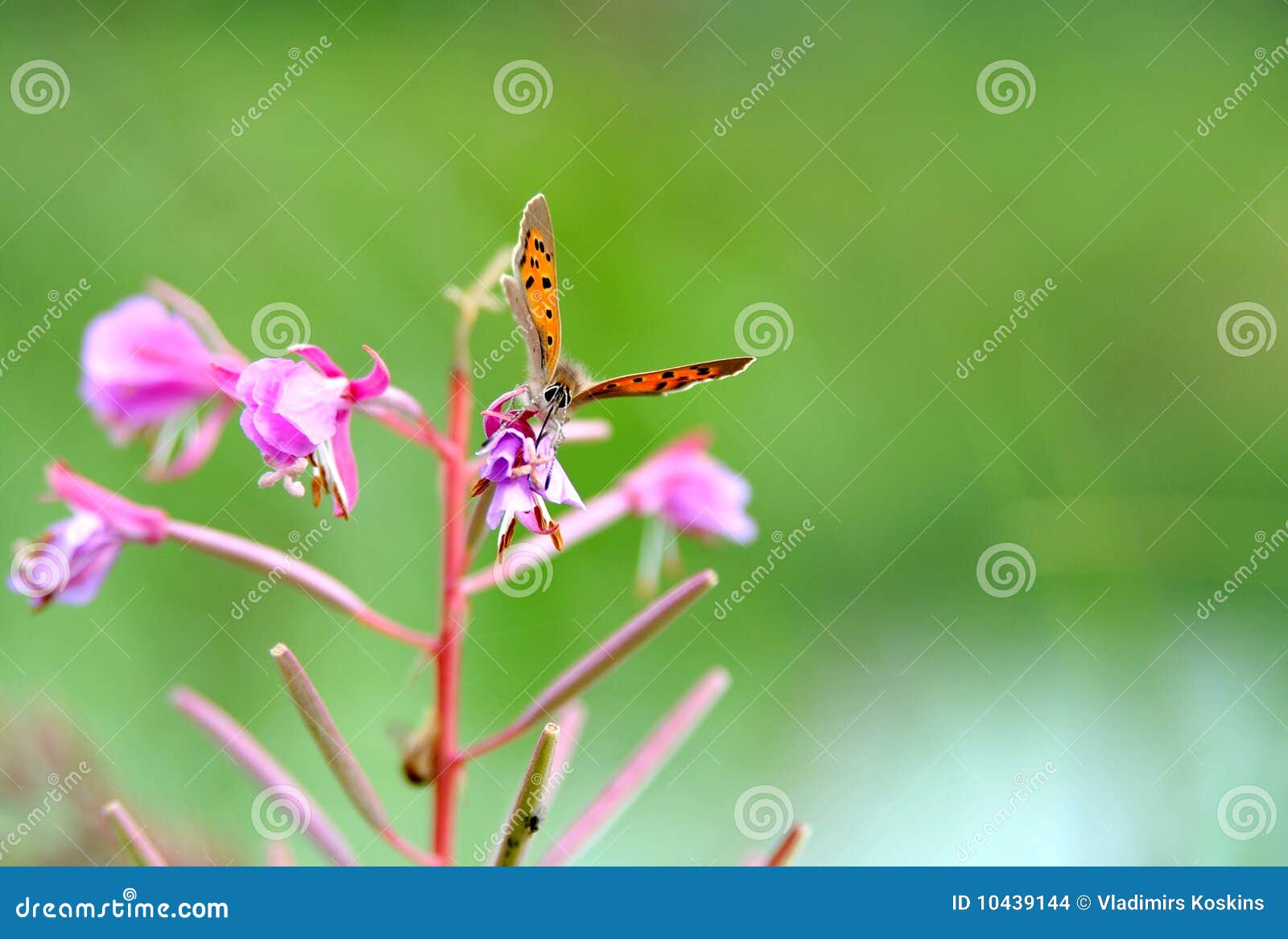 Butterfly collects pollen stock photo. Image of rural - 10439144