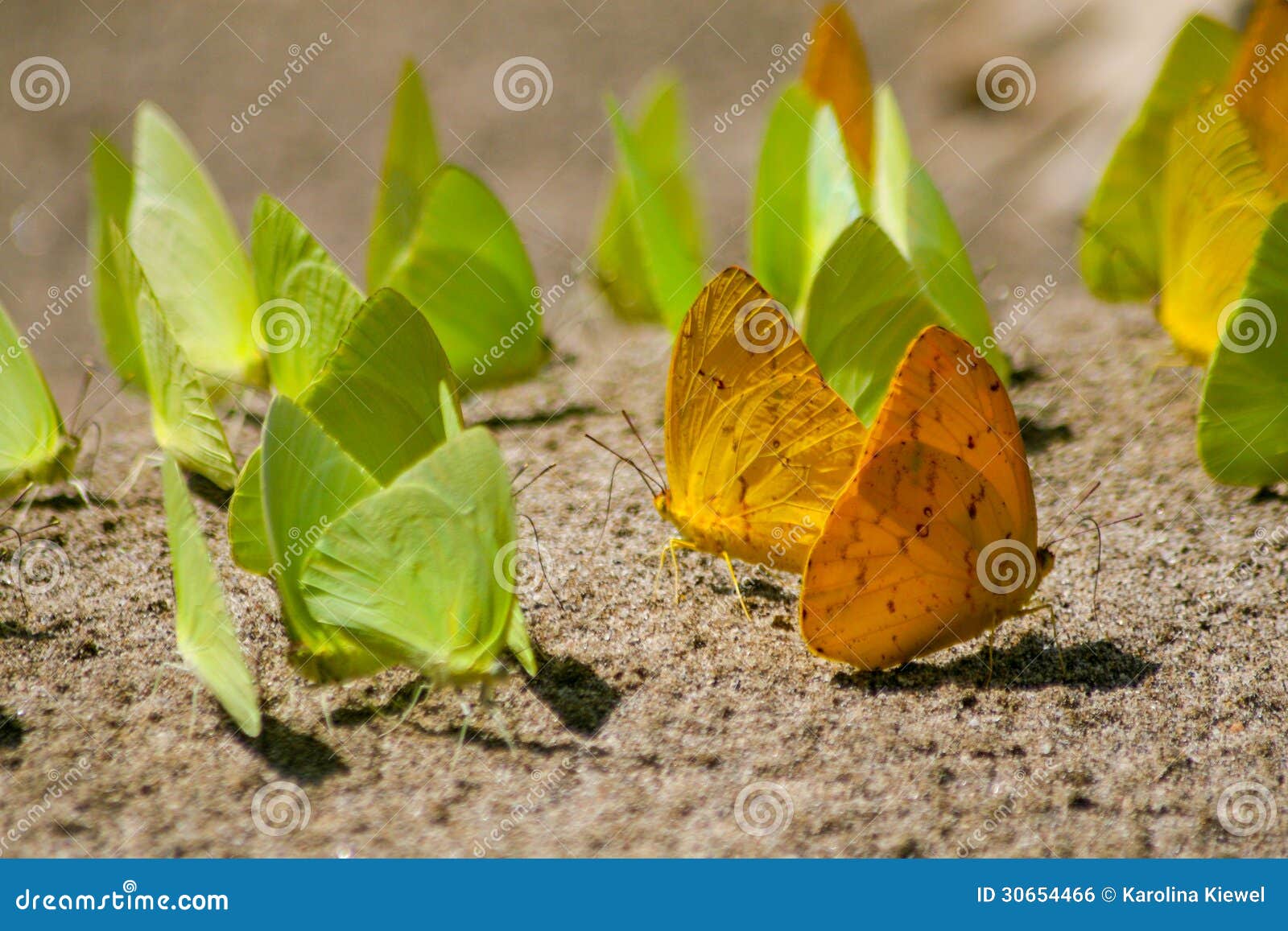 Butterfly Colony on the Sand Stock Photo - Image of abdomen, outdoors ...