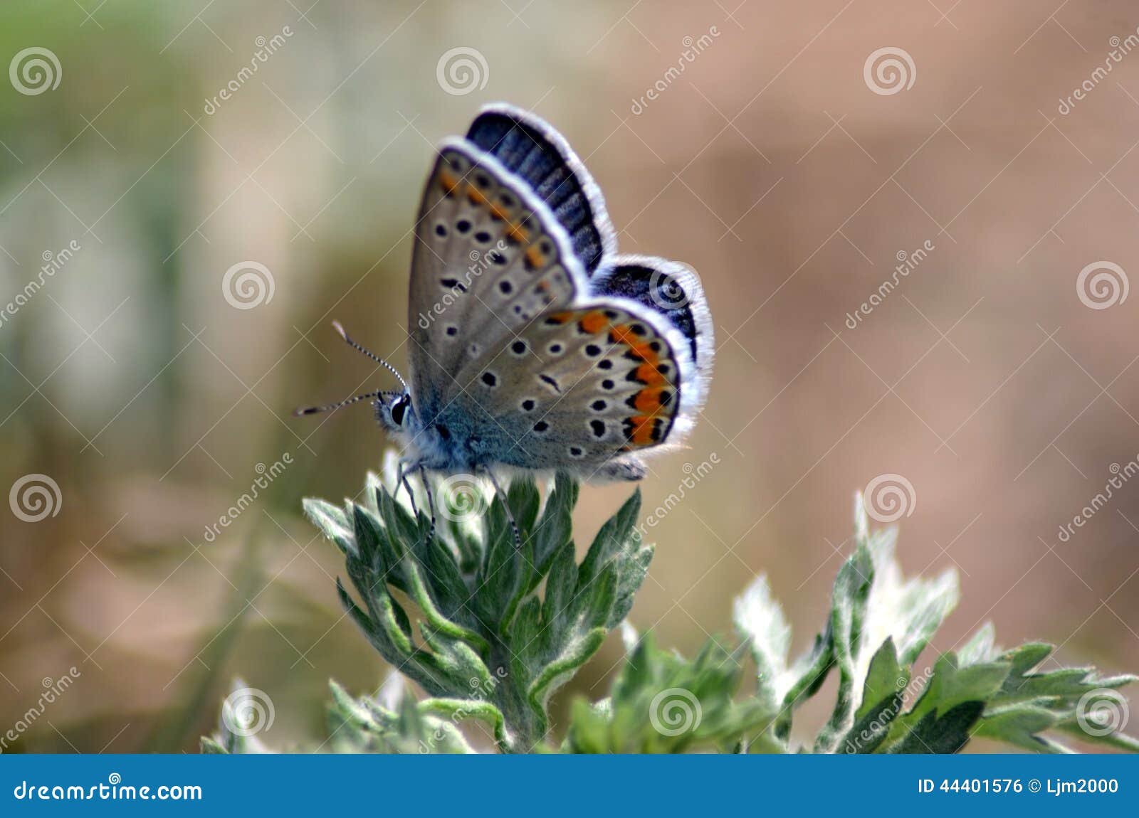 Butterfly stock photo. Image of china, shaped, waiting - 44401576