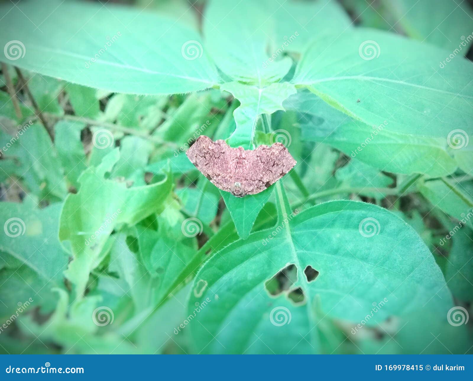 Butterfly that Comes from the Caterpillar Fire Setothosea Asigna Van ...
