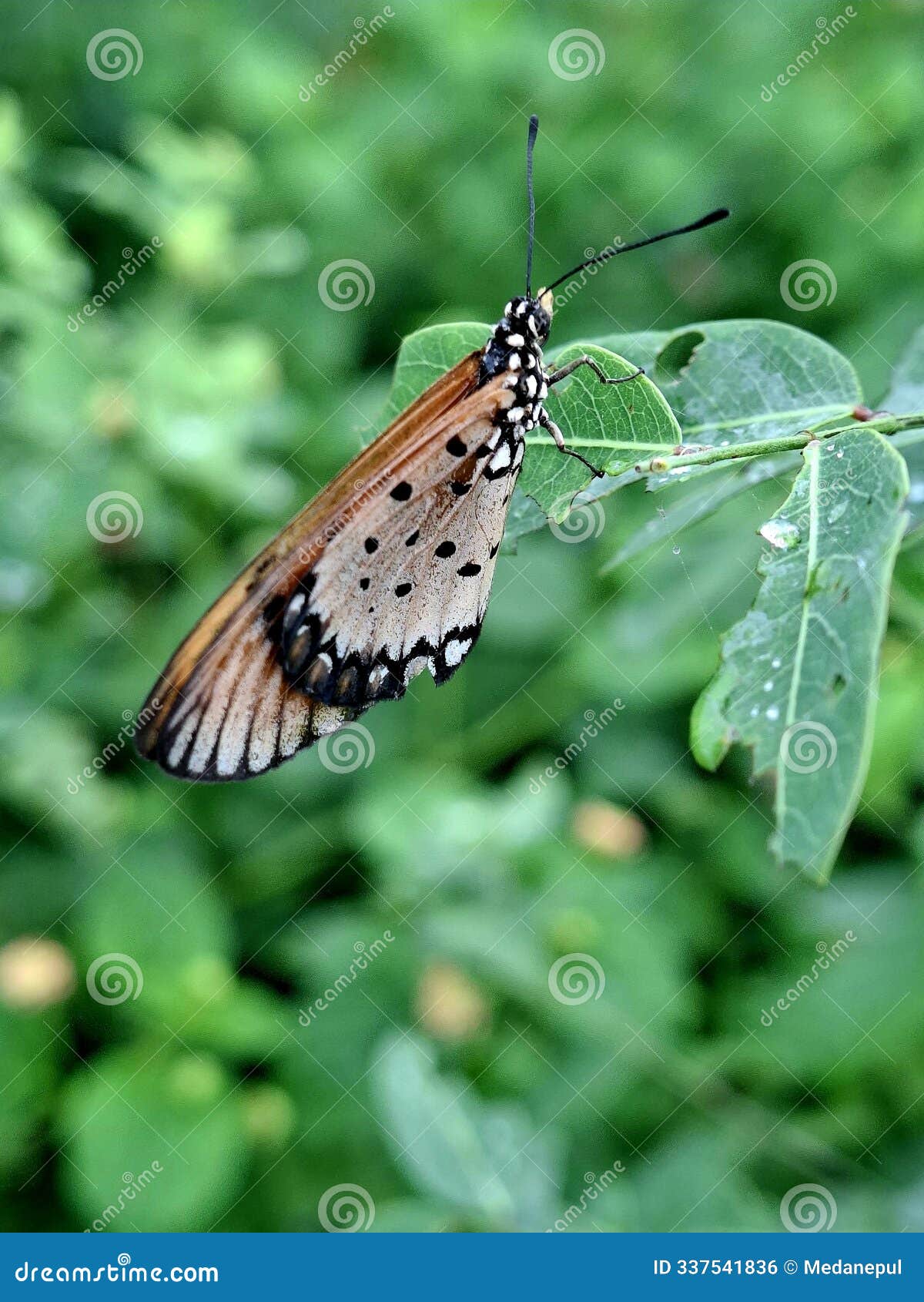 A Butterfly, A Common Butterfly Royalty-Free Stock Image ...