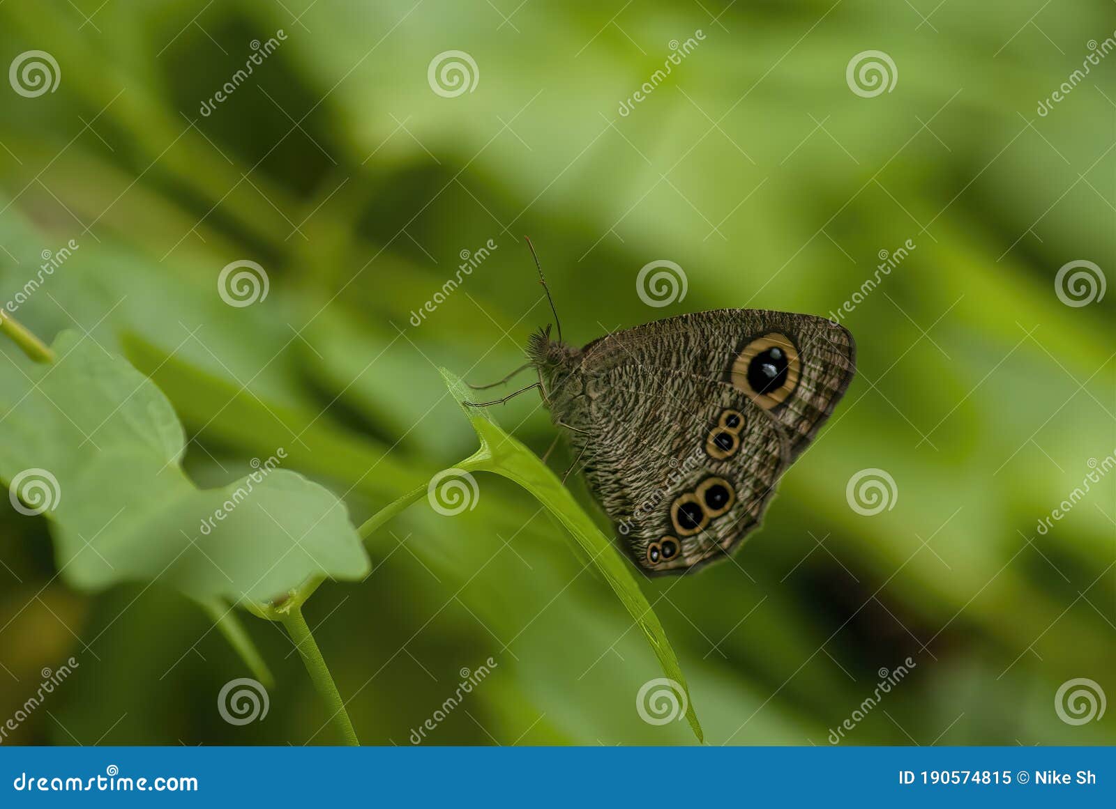 Butterfly: Common Five Ring Butterfly Stock Image - Image of leaf ...