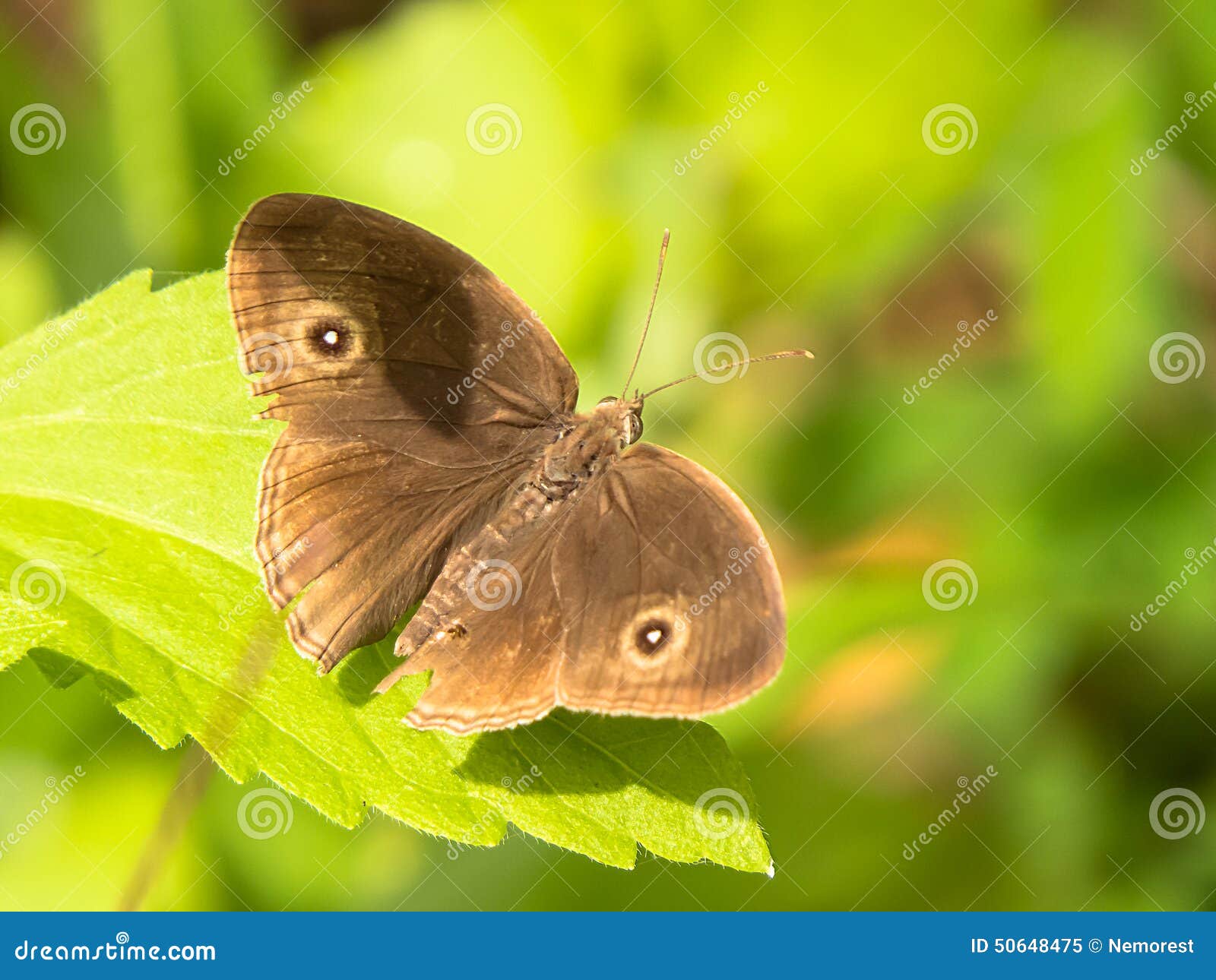 Butterfly stock image. Image of animals, forest, entomologist - 50648475