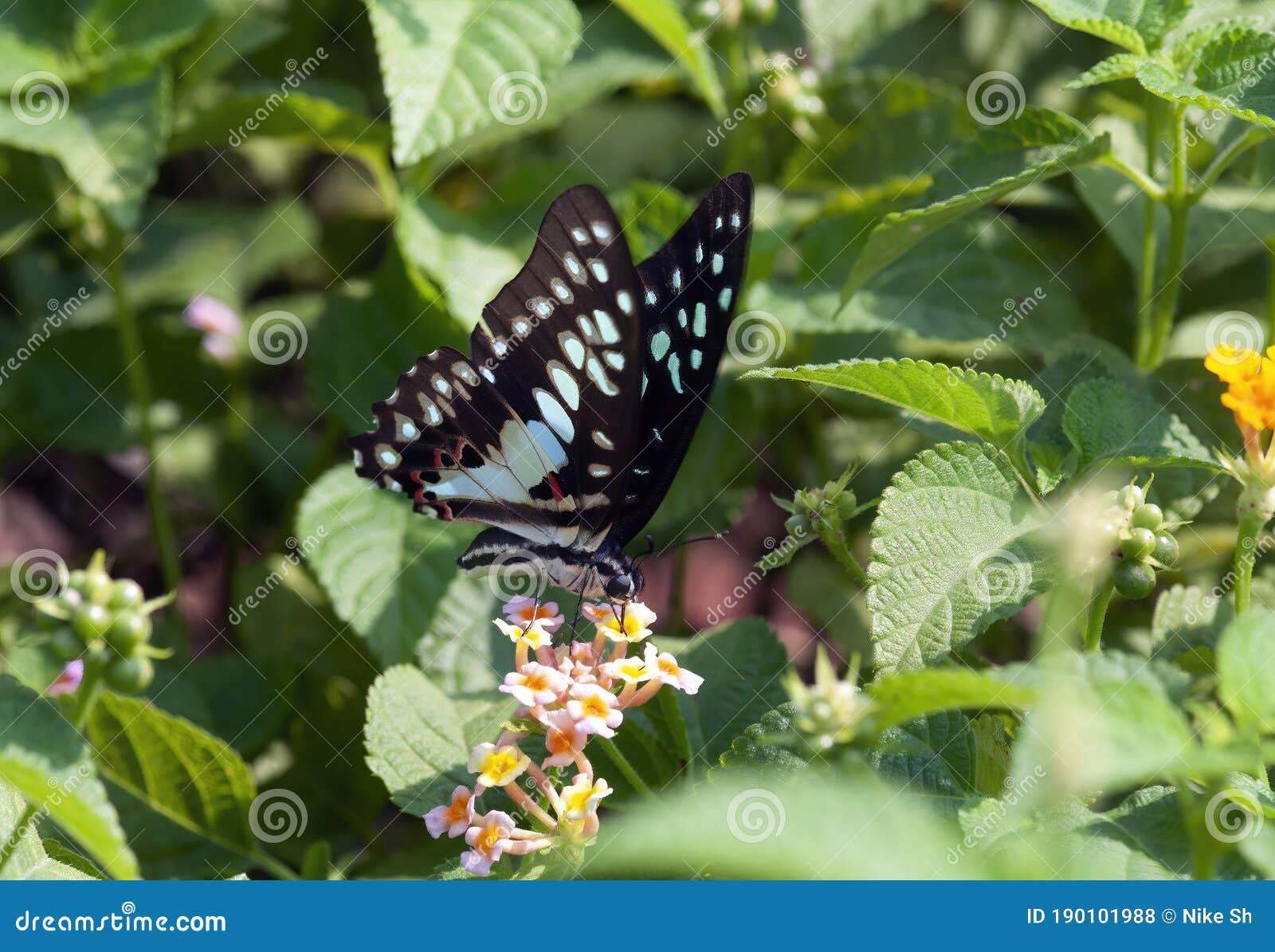 Butterfly: Common Jay Butterfly Stock Photo - Image of macro, small ...
