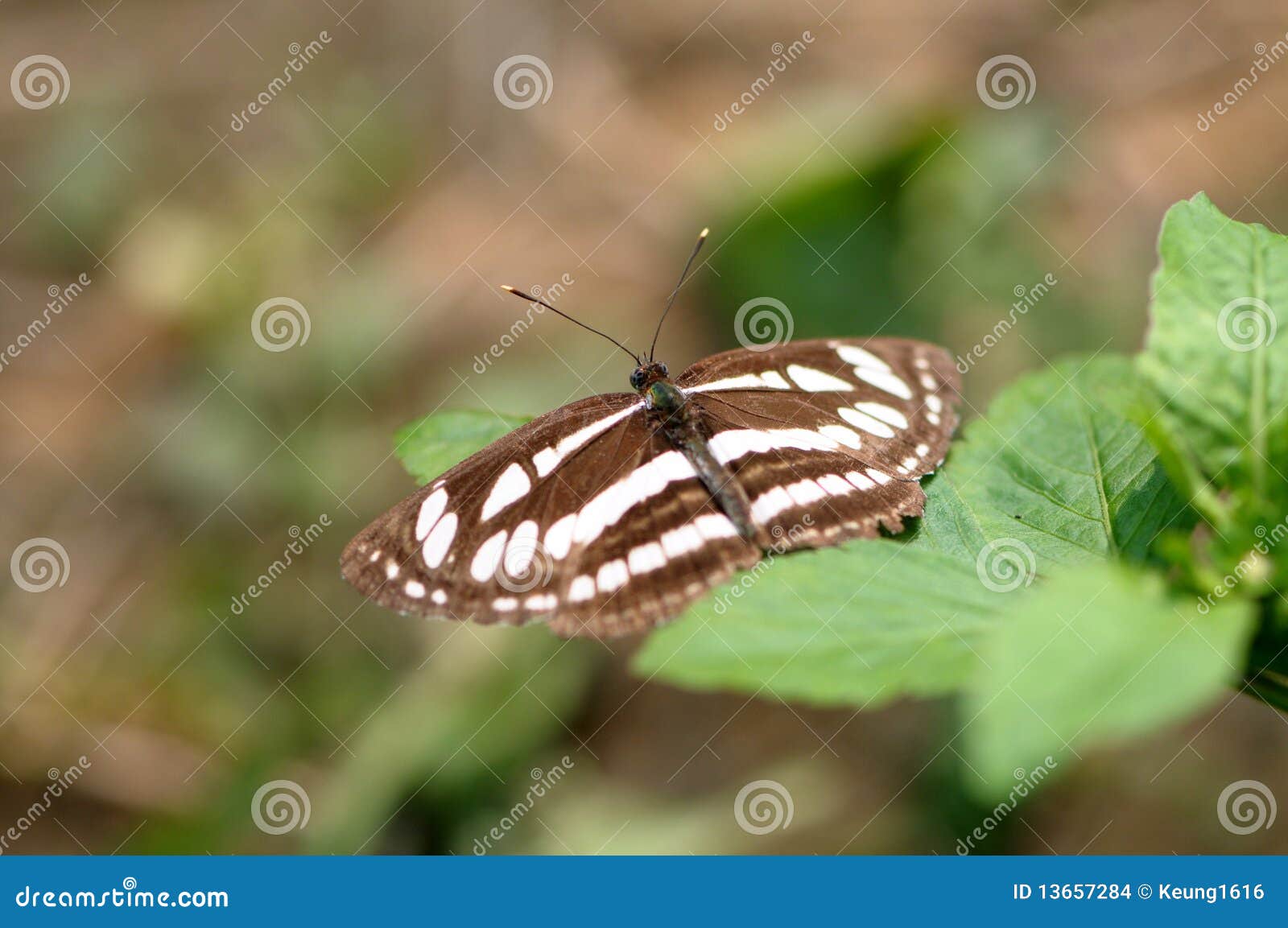 Butterfly (common Sailer/ Neptis Hylas) Stock Photo - Image of nature ...