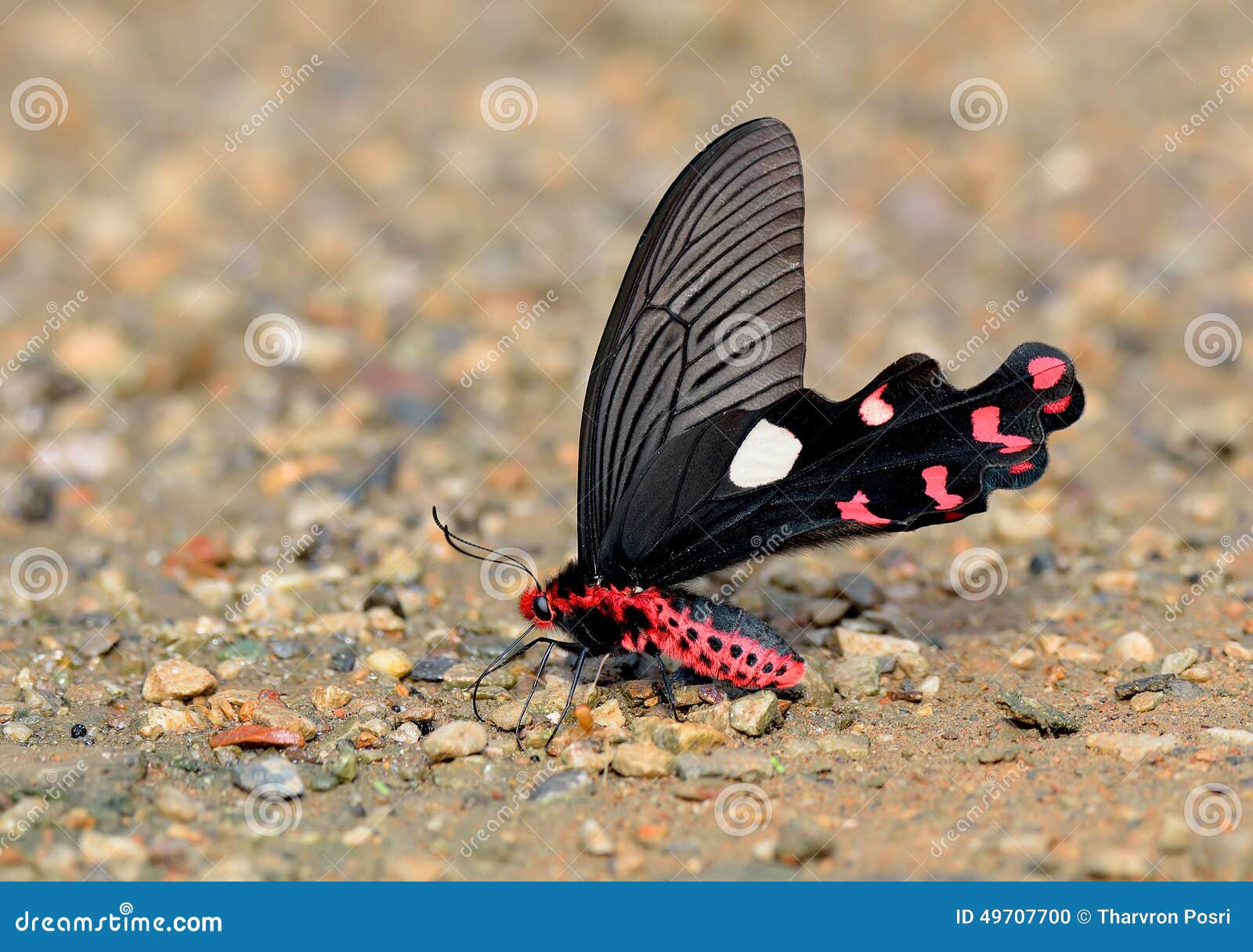 Butterfly (Common Windmill) , Thailand Stock Photo - Image of insect ...