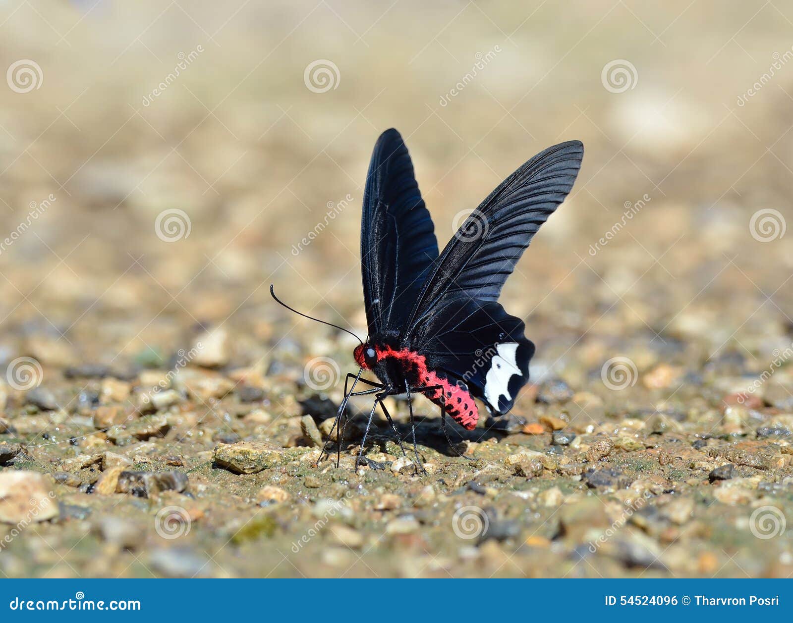 Butterfly (Common Windmill) , Thailand Stock Photo - Image of ...