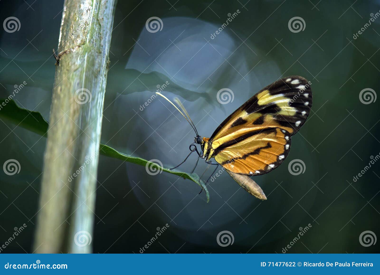 Butterfly Contrast Cleopatra Gonepterix Insects Stock Photography ...