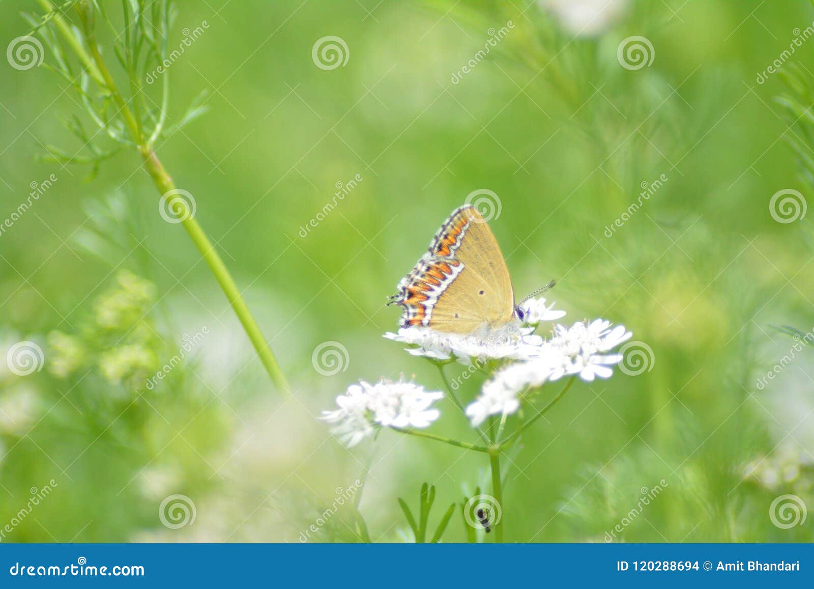 Butterfly on the Coriander Plant . Stock Photo - Image of insect, young ...