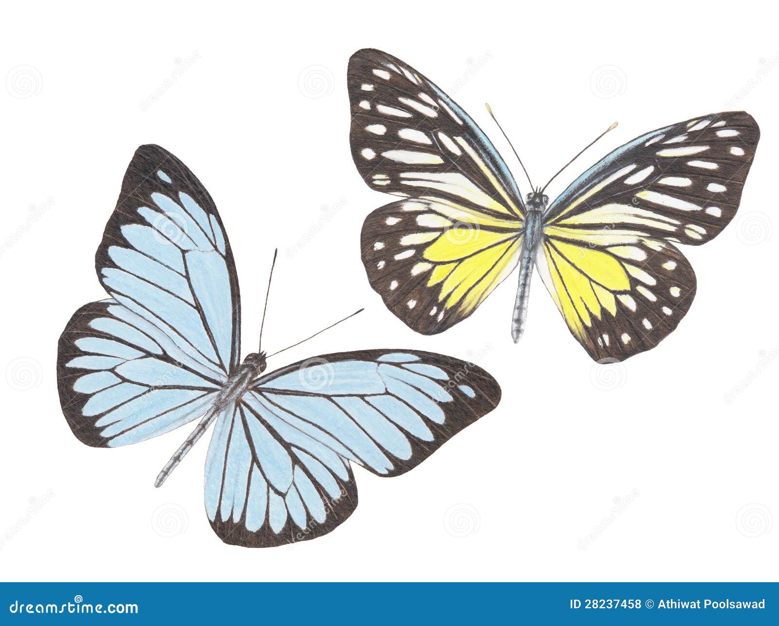 Butterfly couple 2 stock photo. Image of flying, forest - 28237458