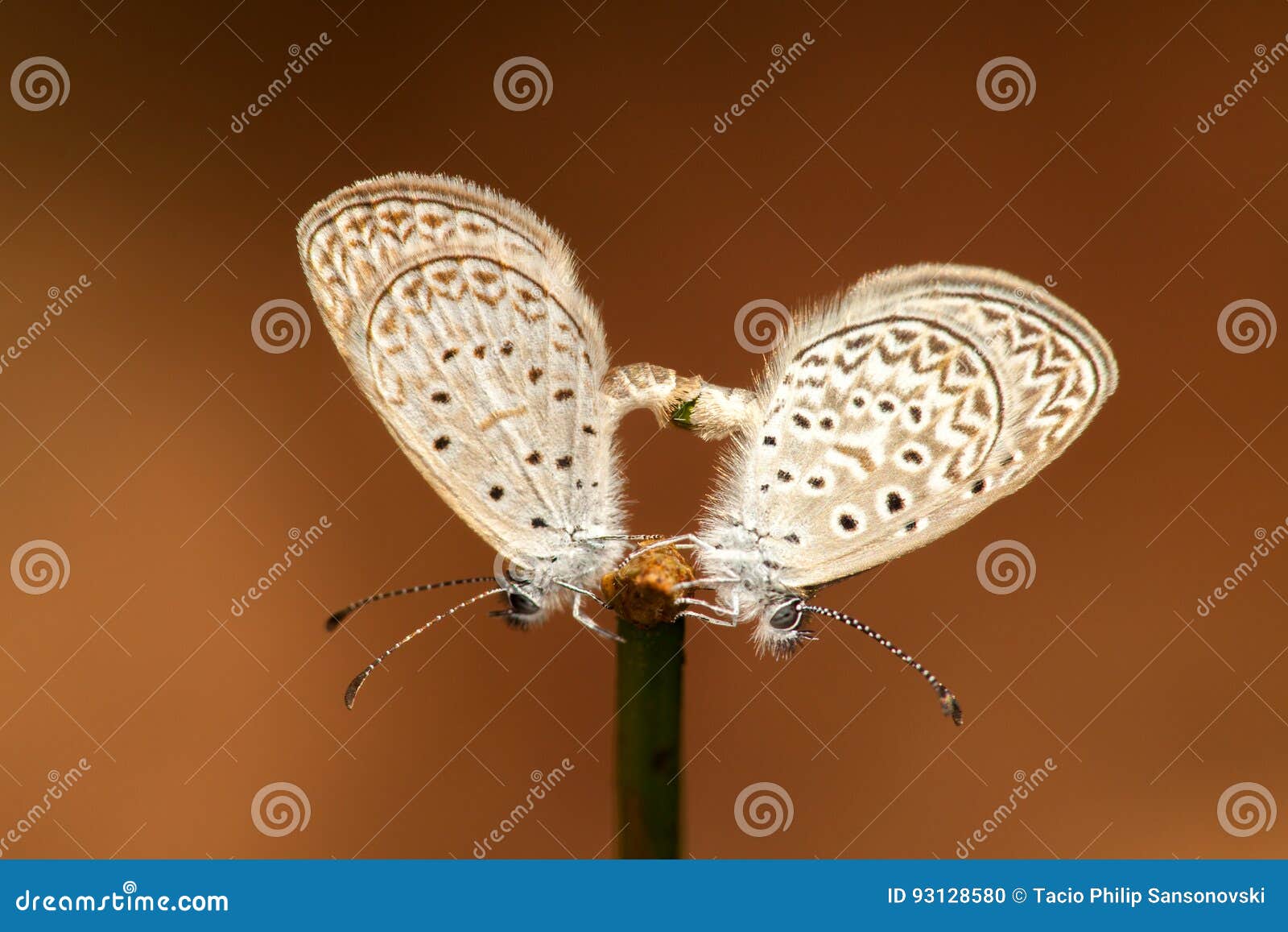 Butterfly Couple Mating In Nature.beautiful Stripped Pioneer White Or ...