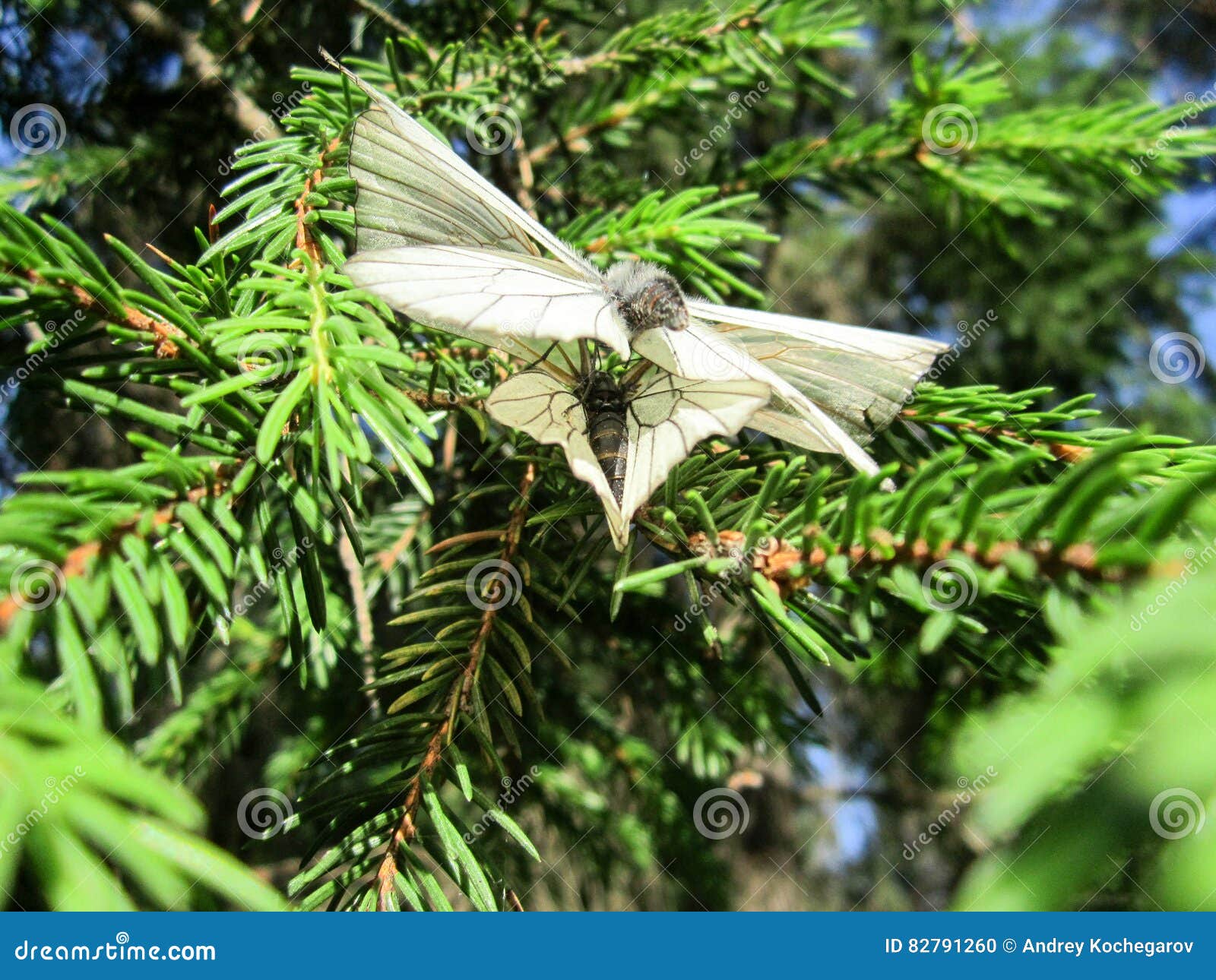 Butterfly couple stock photo. Image of white, spruce - 82791260