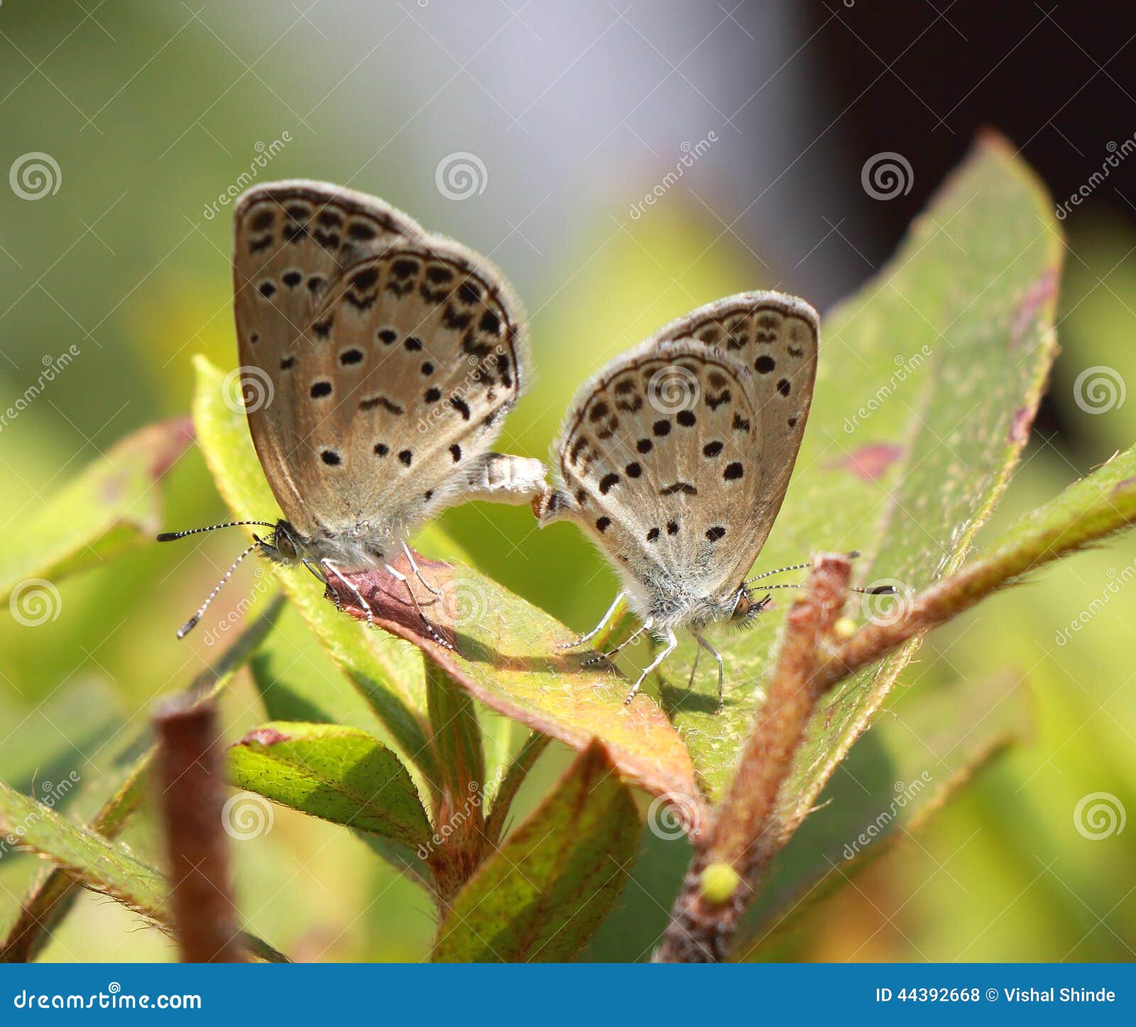 Butterfly Couple mating editorial stock photo. Image of wildlife - 44392668