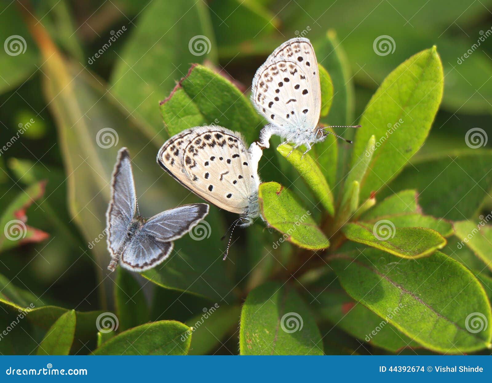 Butterfly Couple mating editorial stock image. Image of insect - 44392674
