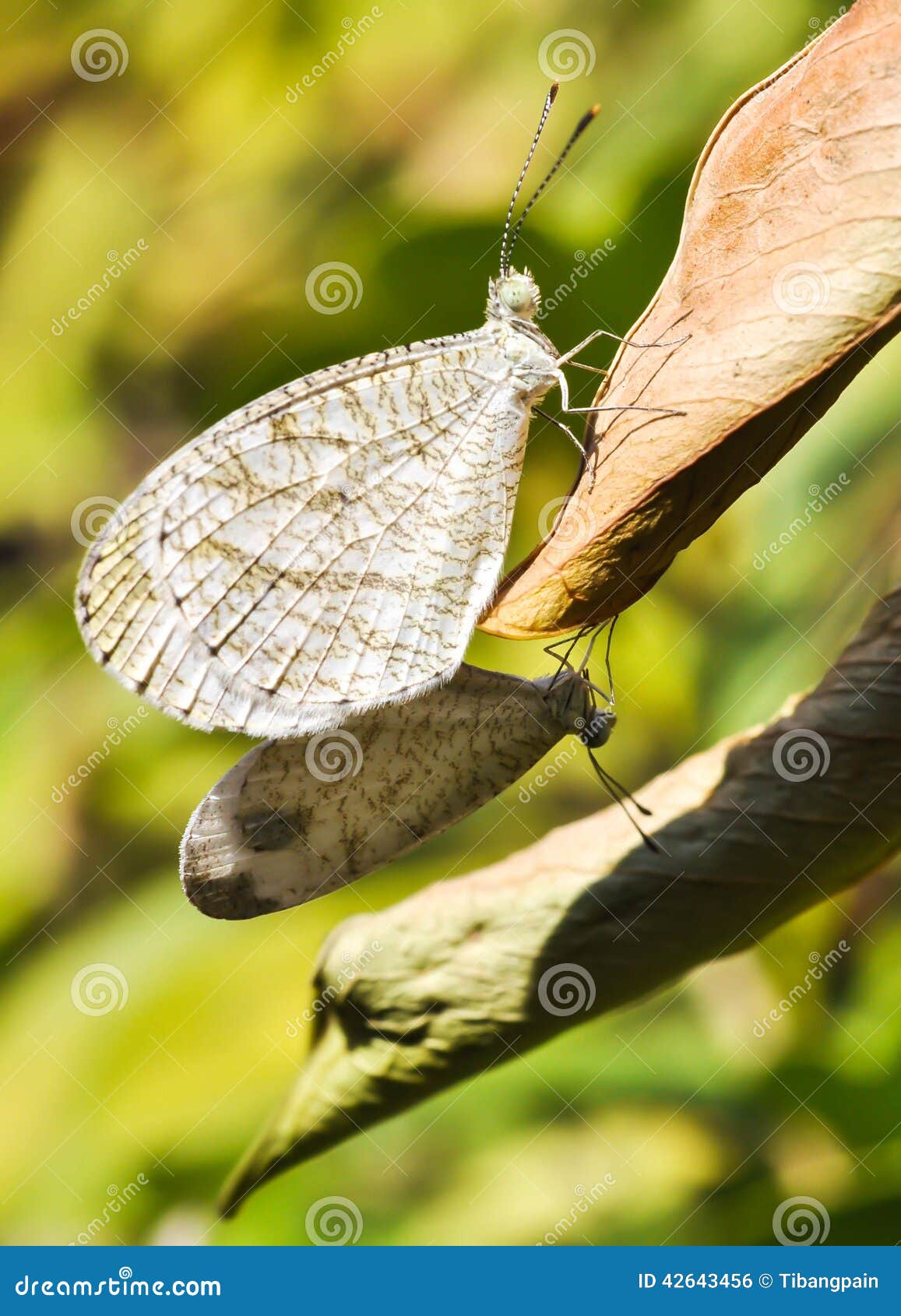 Butterfly. stock photo. Image of life, born, nature, lepidoptera - 42643456