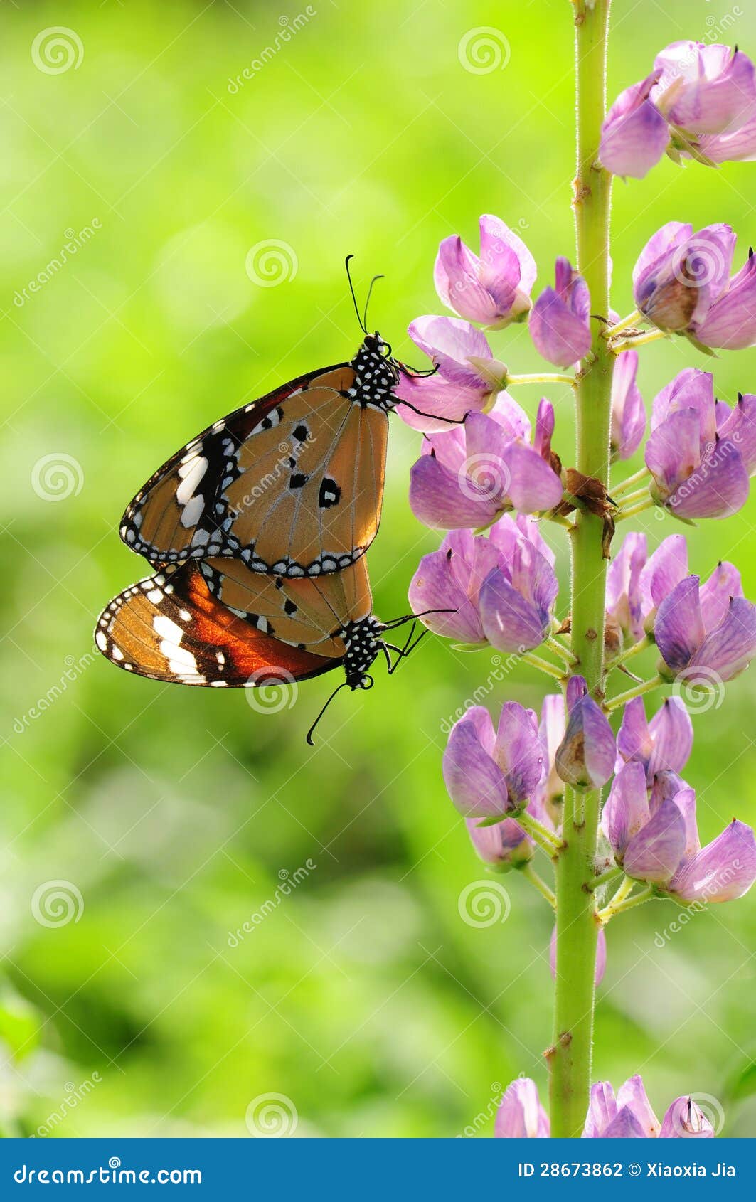 Butterfly Couples Mate on Flower Stock Photo - Image of butterfly ...