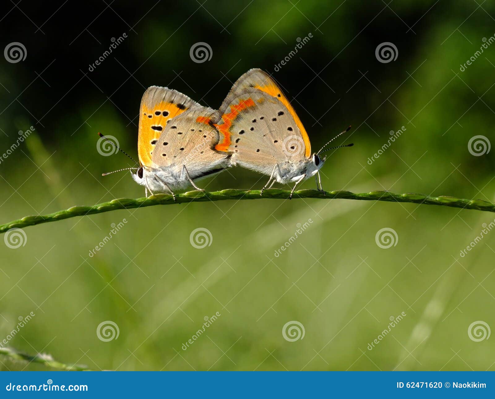 Butterfly coupling stock photo. Image of green, color - 62471620