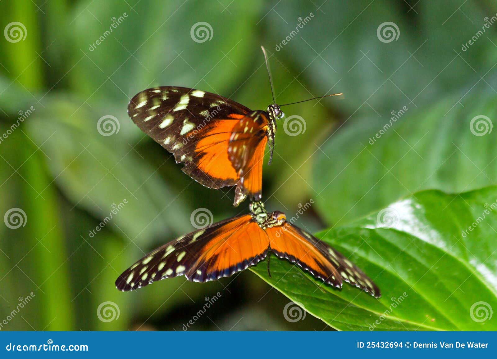 Butterfly Courtship stock photo. Image of insect, lepidoptera - 25432694